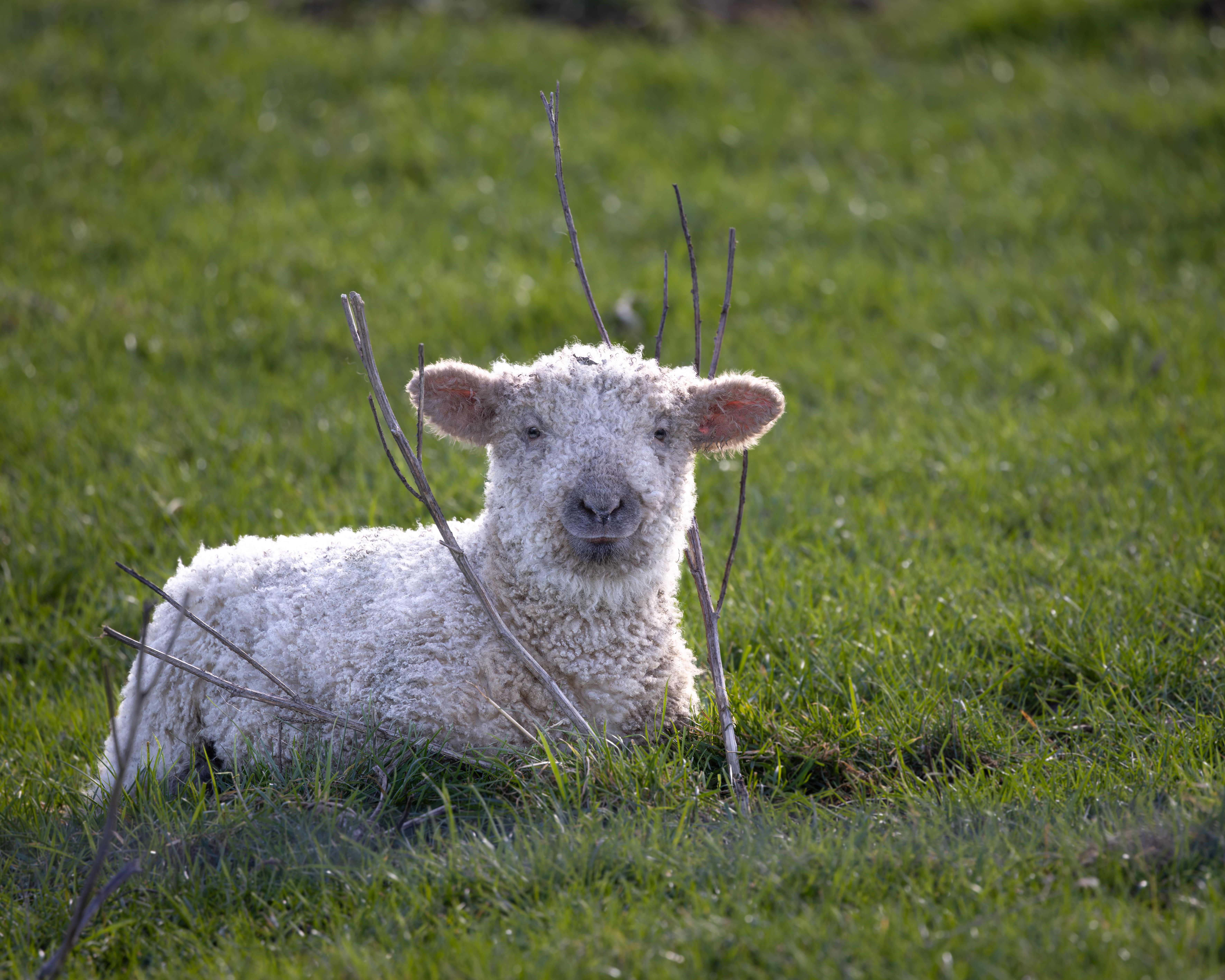 Beige Sheep on Green Grass Field Under Gray Sky · Free Stock Photo