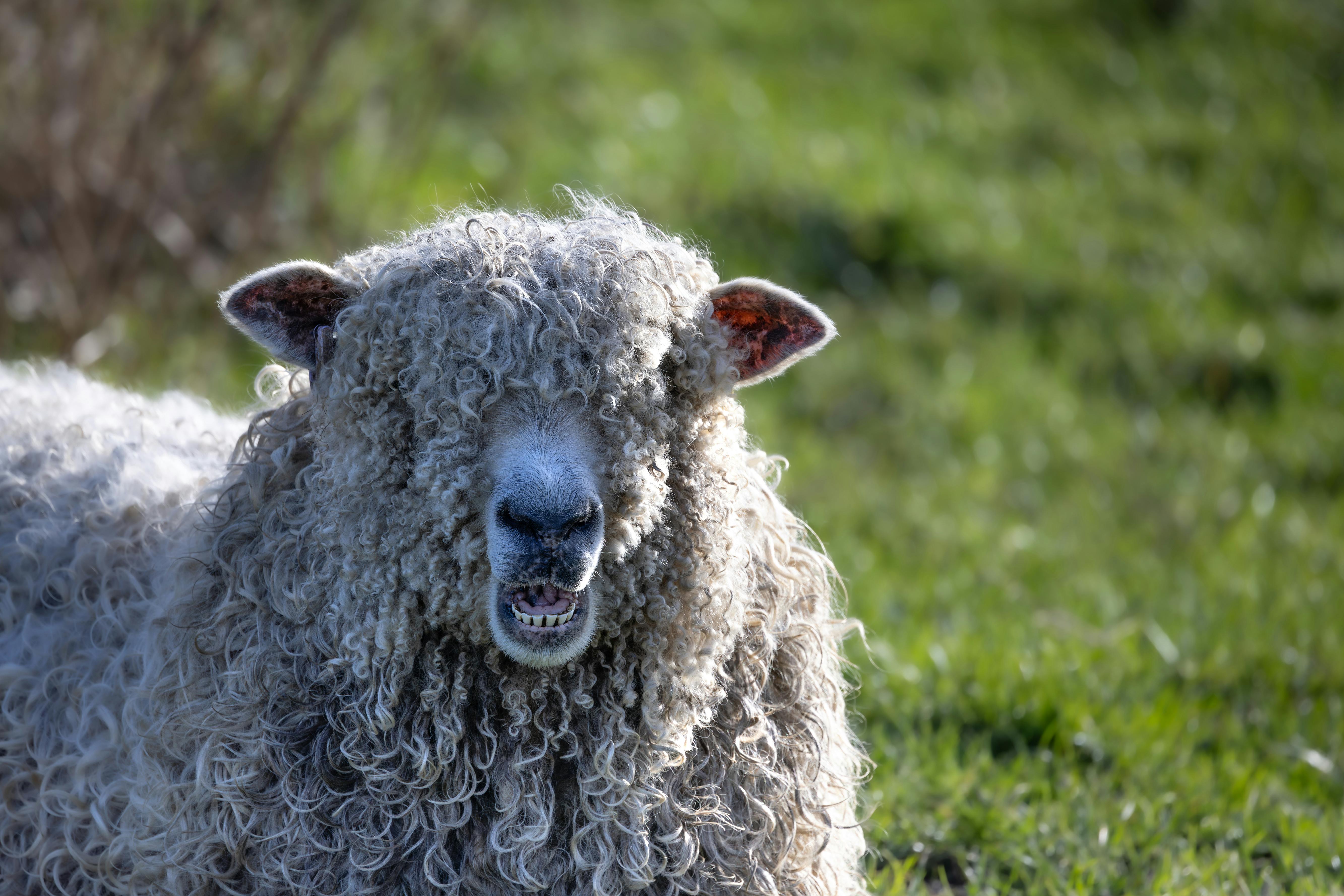 A sheep with a big smile on its face · Free Stock Photo
