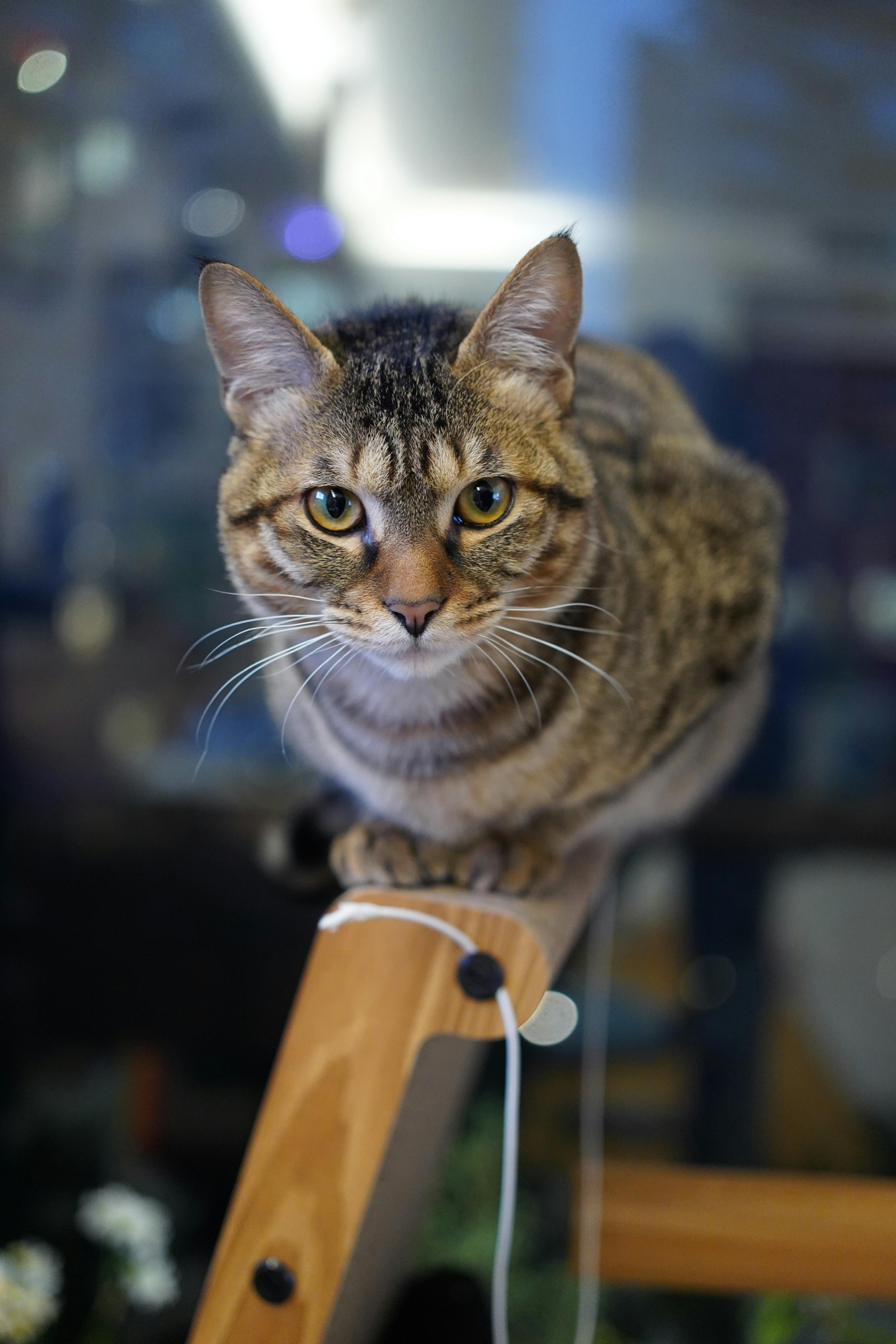 Animal Facial Features Photos, Download The BEST Free Animal Facial ...