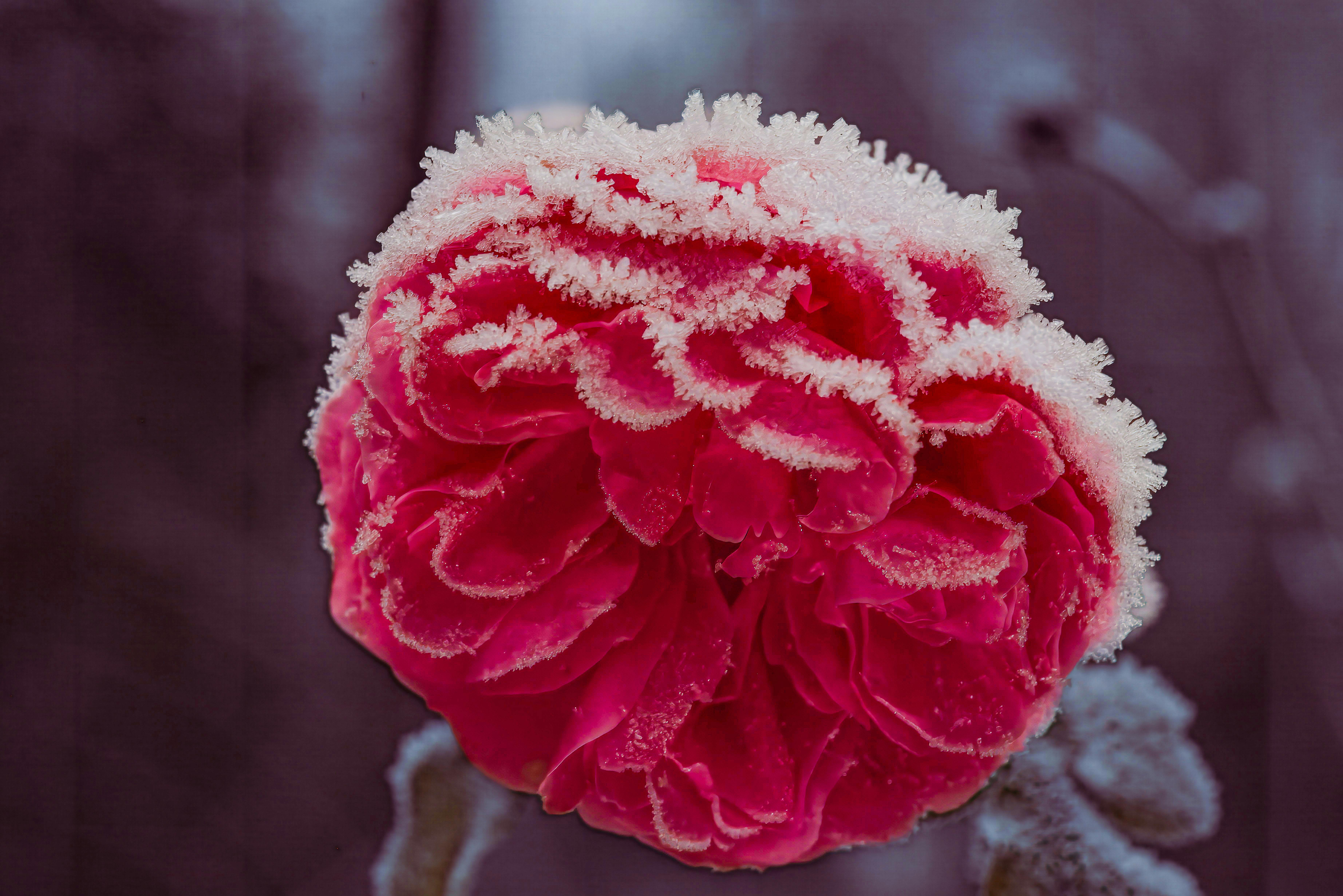 Frosted Petals of a Pink Flower · Free Stock Photo