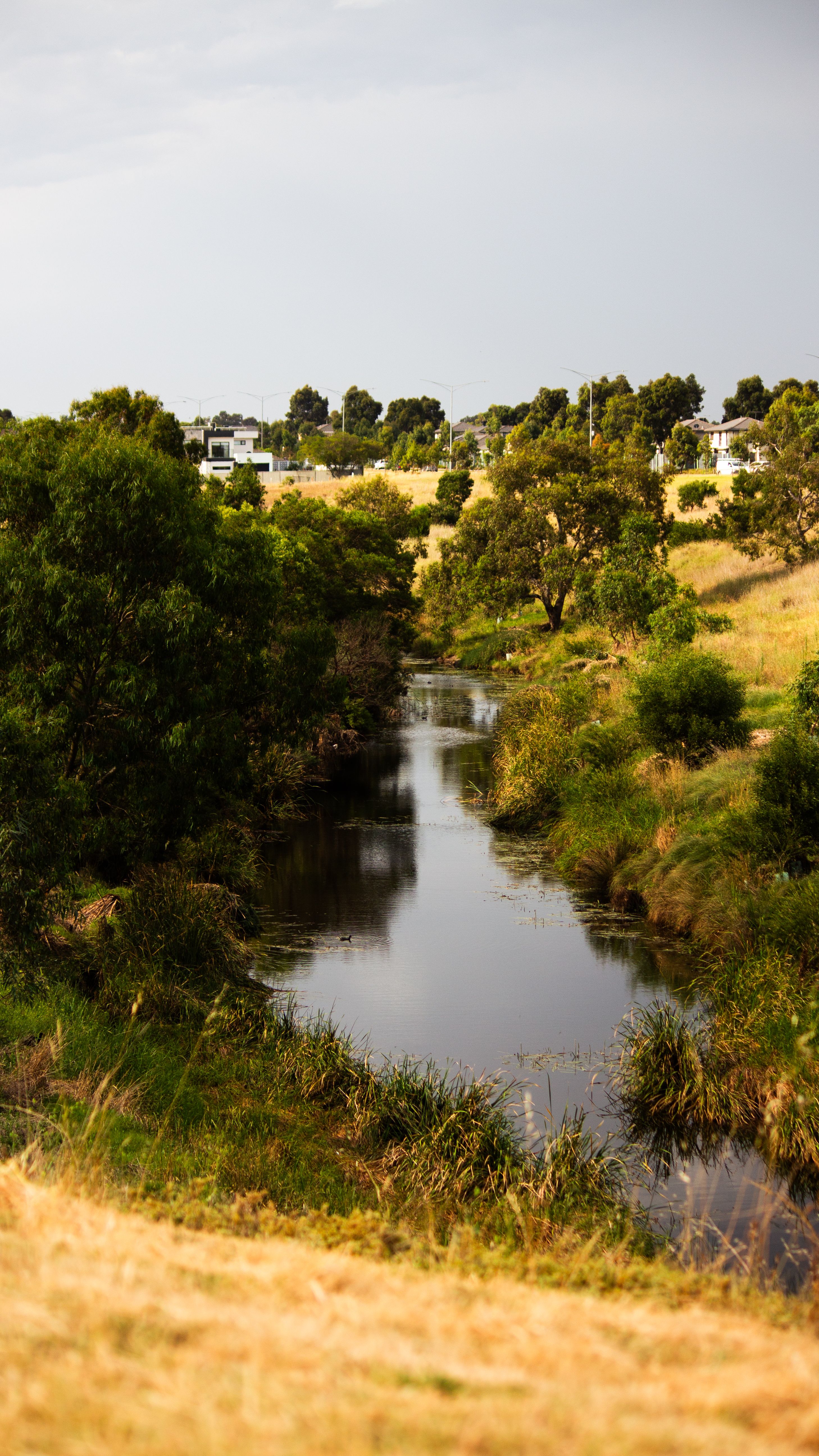 View of a River between Fields and Trees · Free Stock Photo