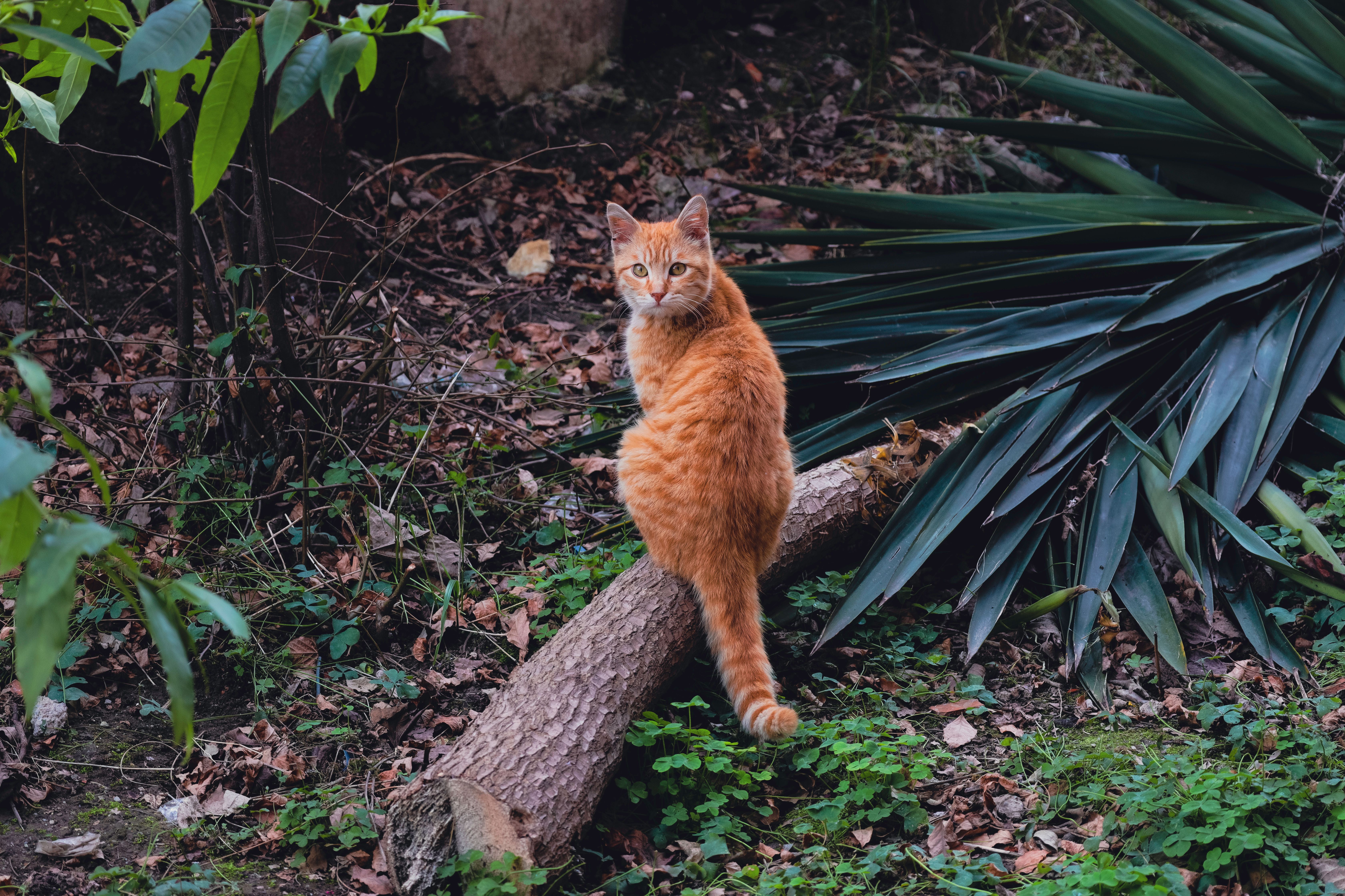 Ginger Cat Sitting on a Log · Free Stock Photo