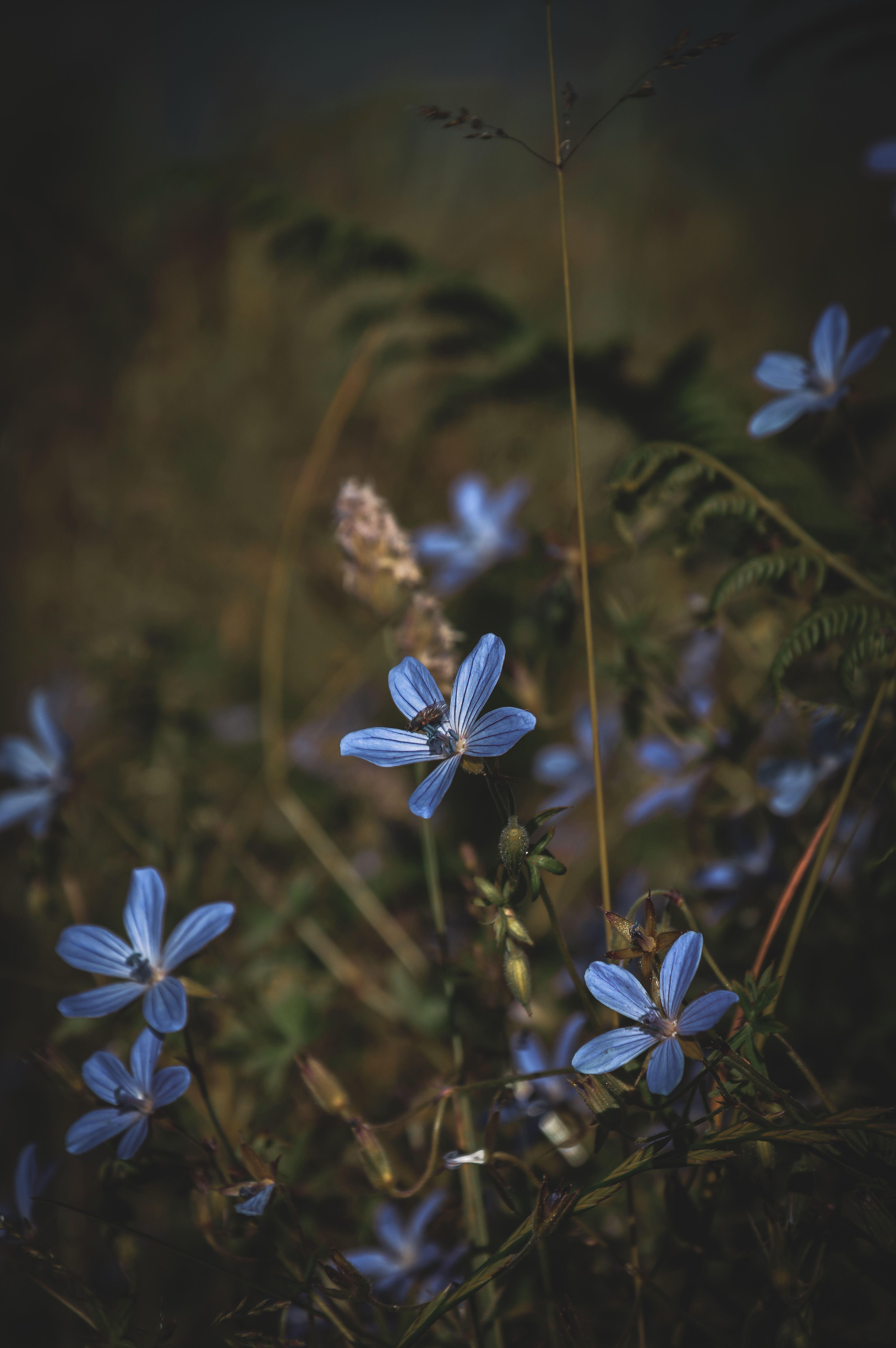 Blooming Blue Wildflowers · Free Stock Photo