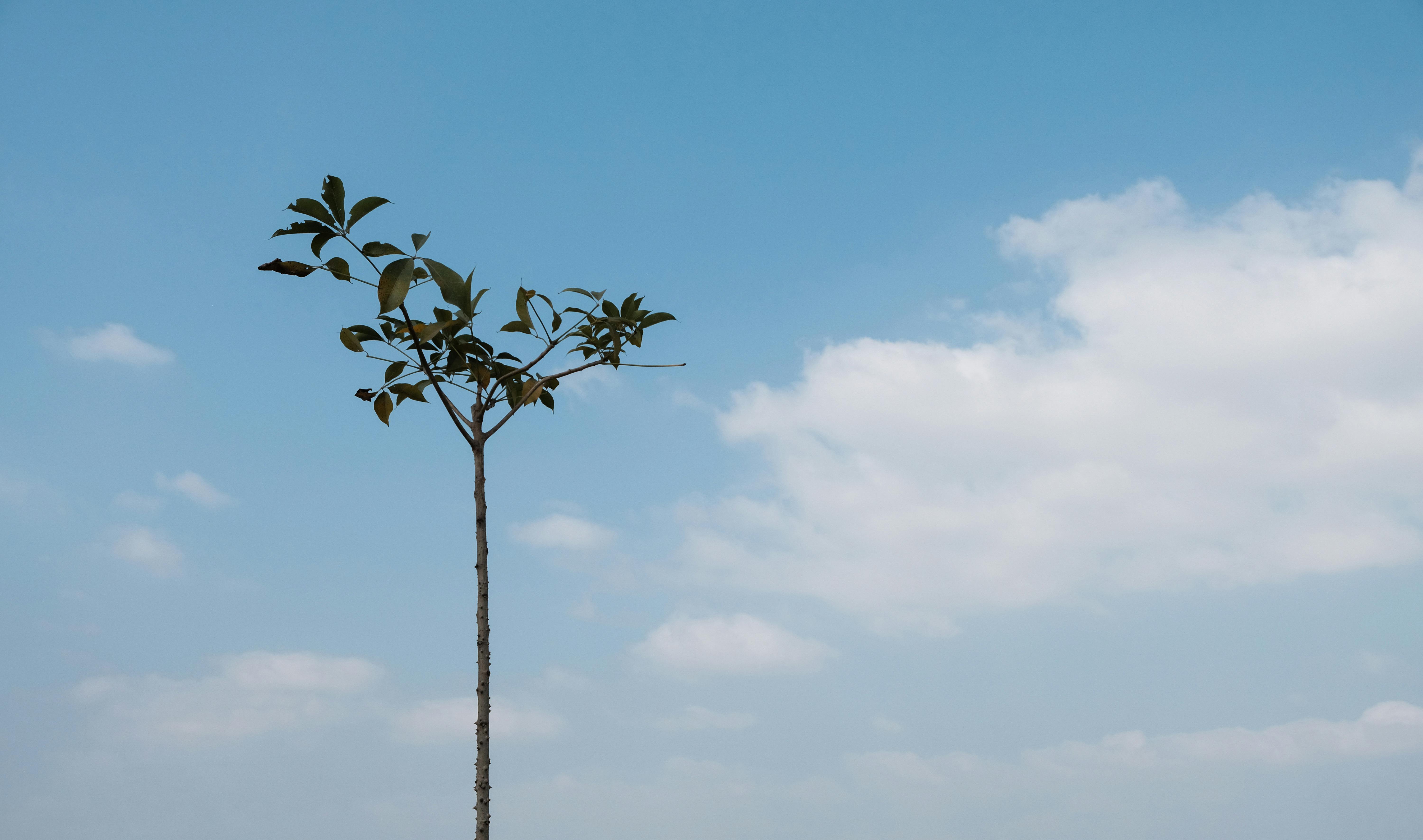Young Tree against Fluffy White Clouds · Free Stock Photo