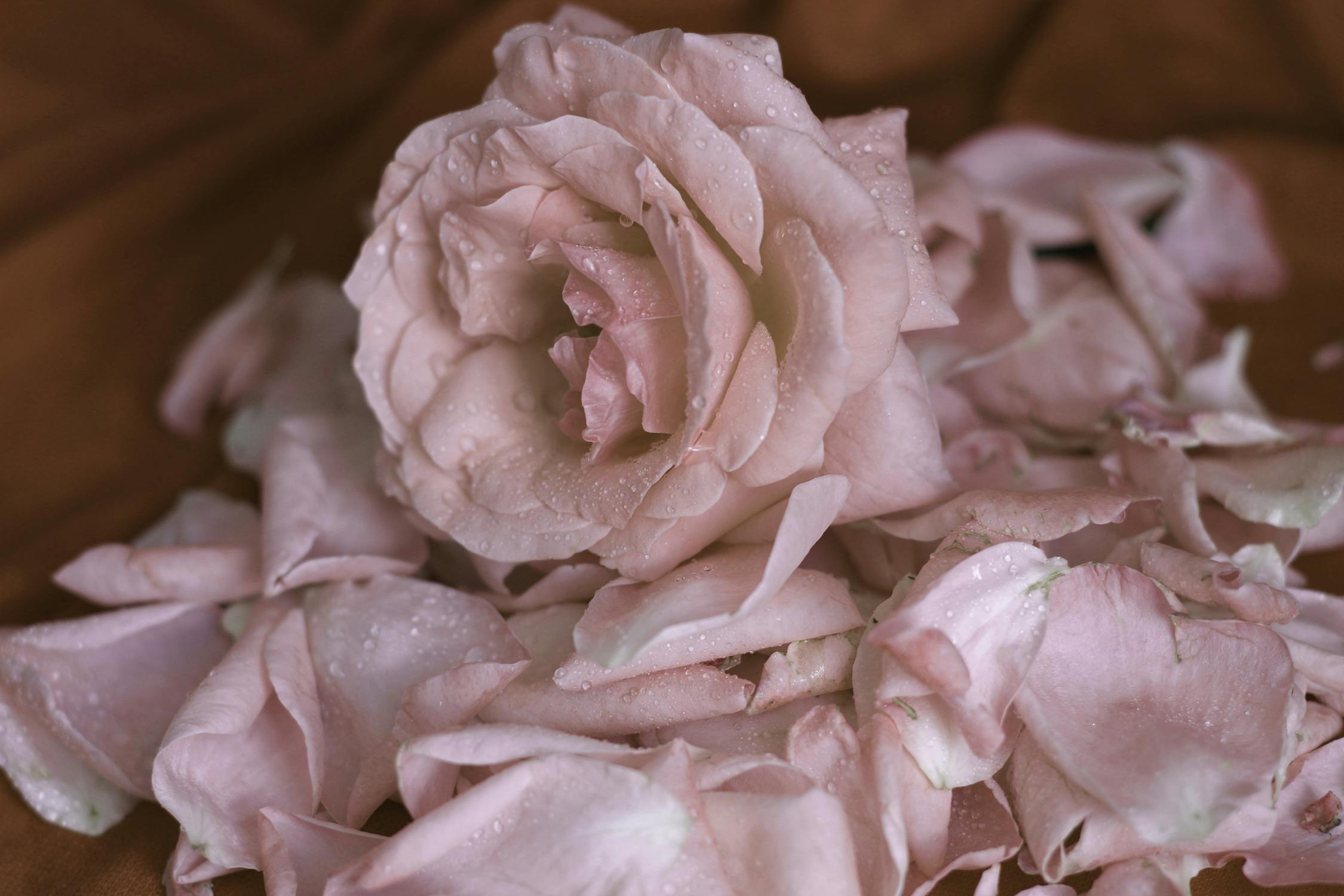 Close up of Pink Roses with Raindrops · Free Stock Photo Close up of Pink Roses with Raindrops · Free Stock Photo