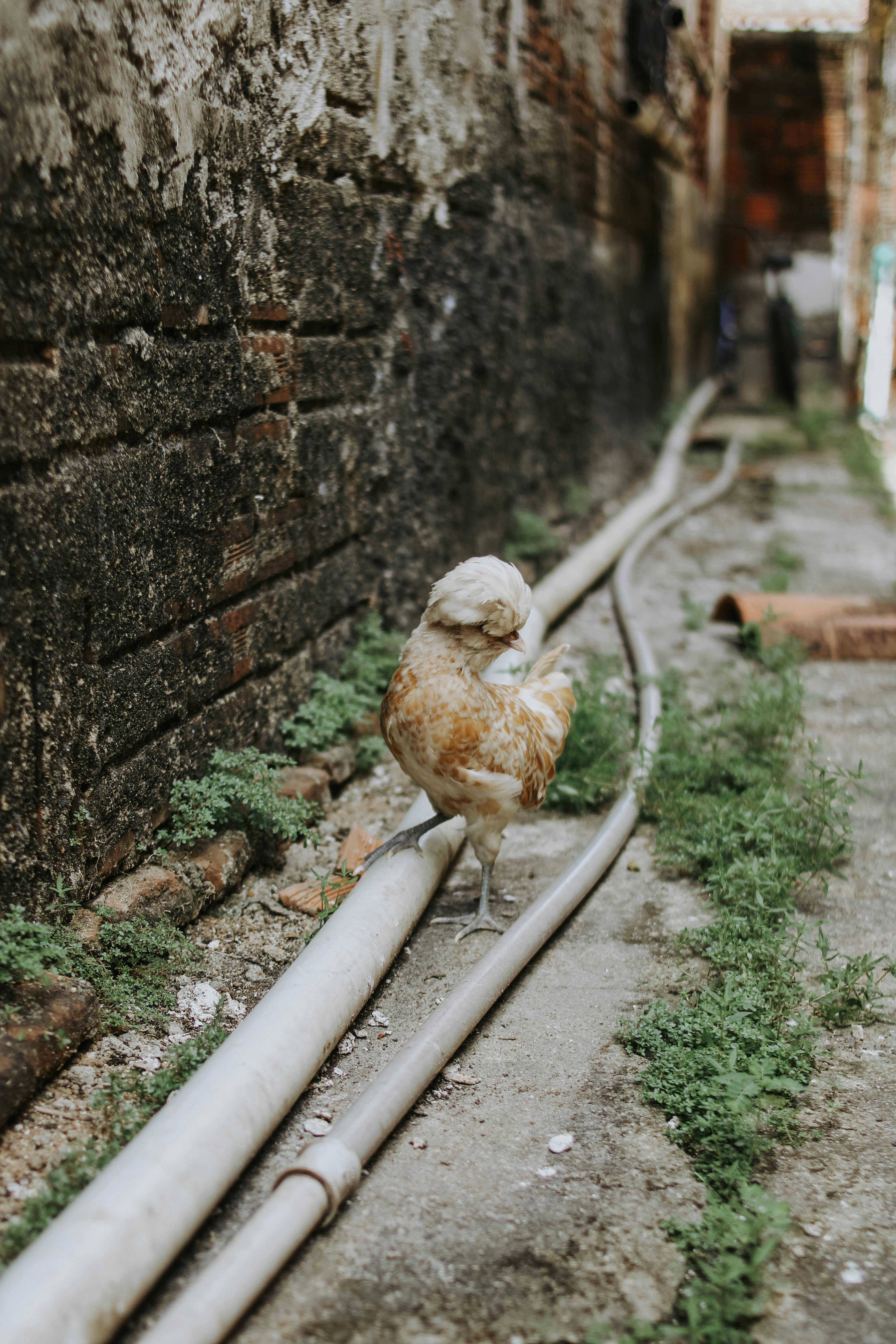 Bird on Pipes near Wall · Free Stock Photo