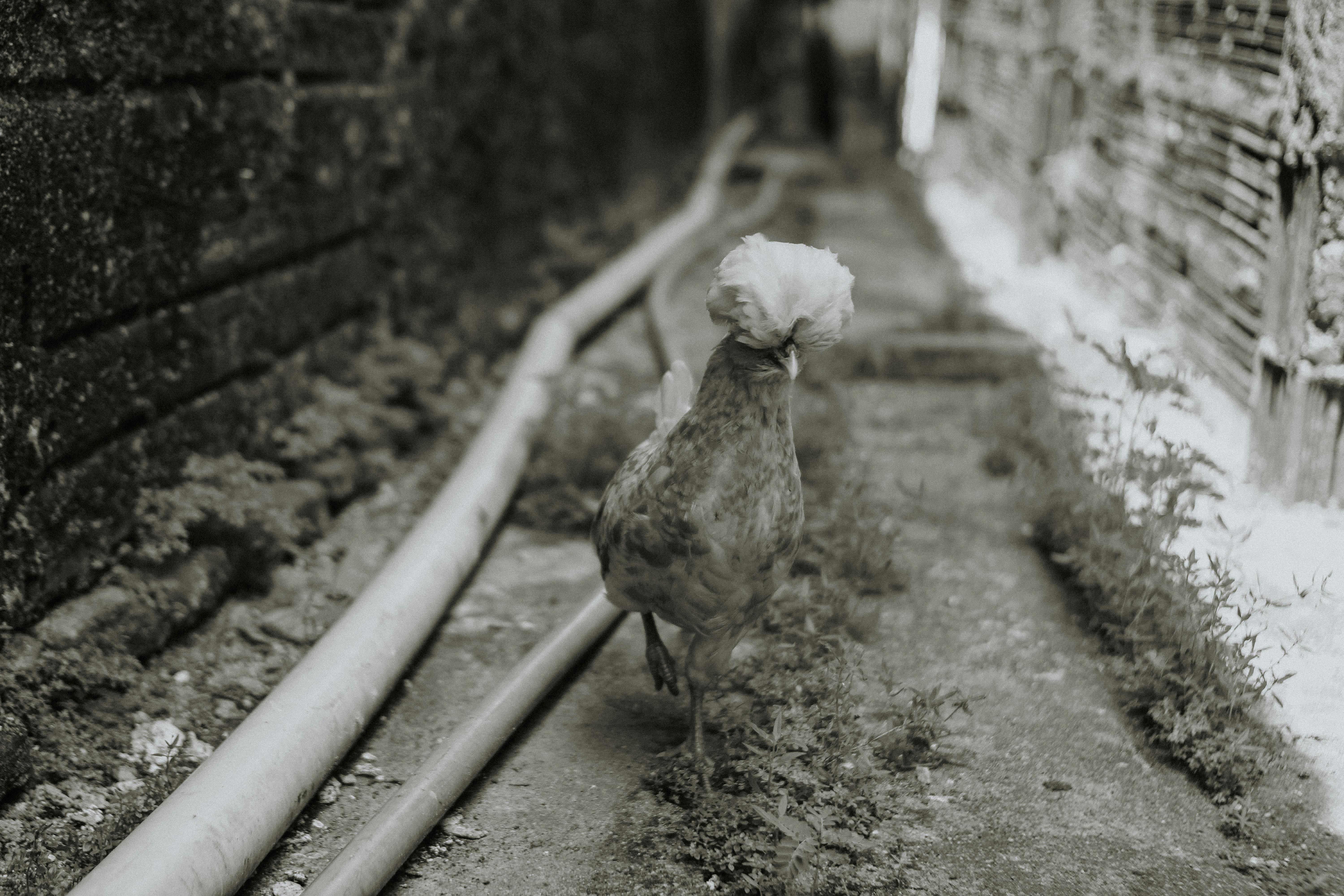 Chicken File Photos, Download The BEST Free Chicken File Stock Photos ...