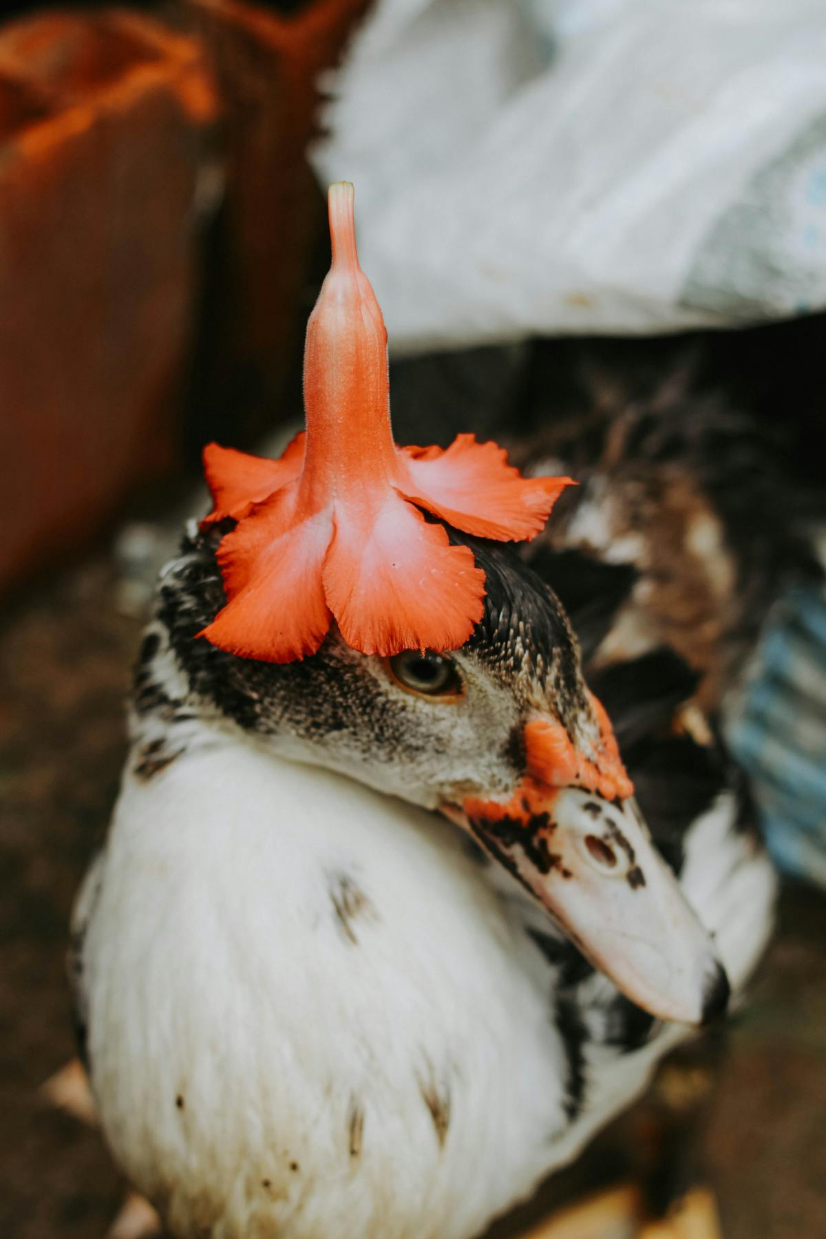 Flower Head Portrait Photos, Download The BEST Free Flower Head ...