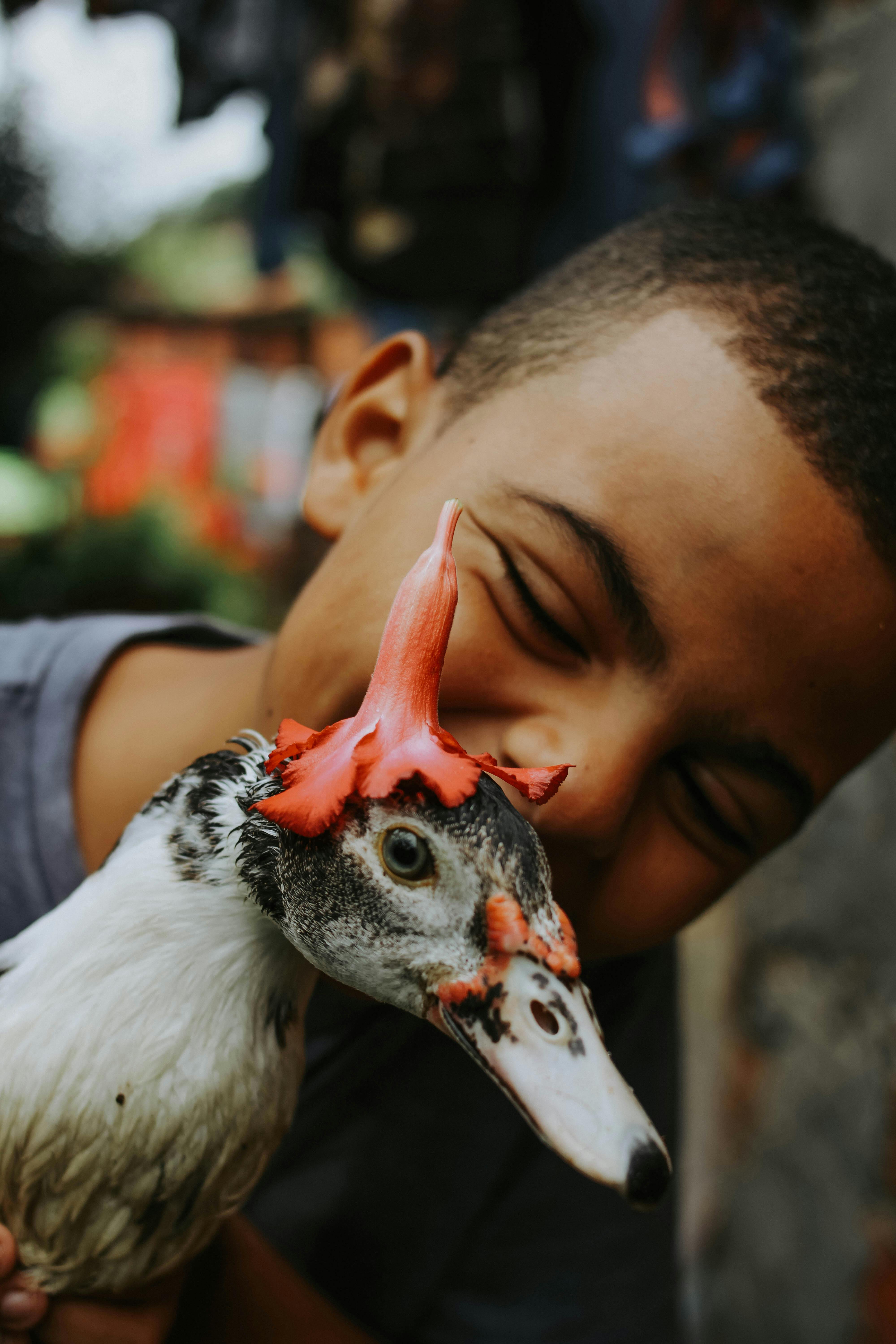 A Boy with a Duck · Free Stock Photo