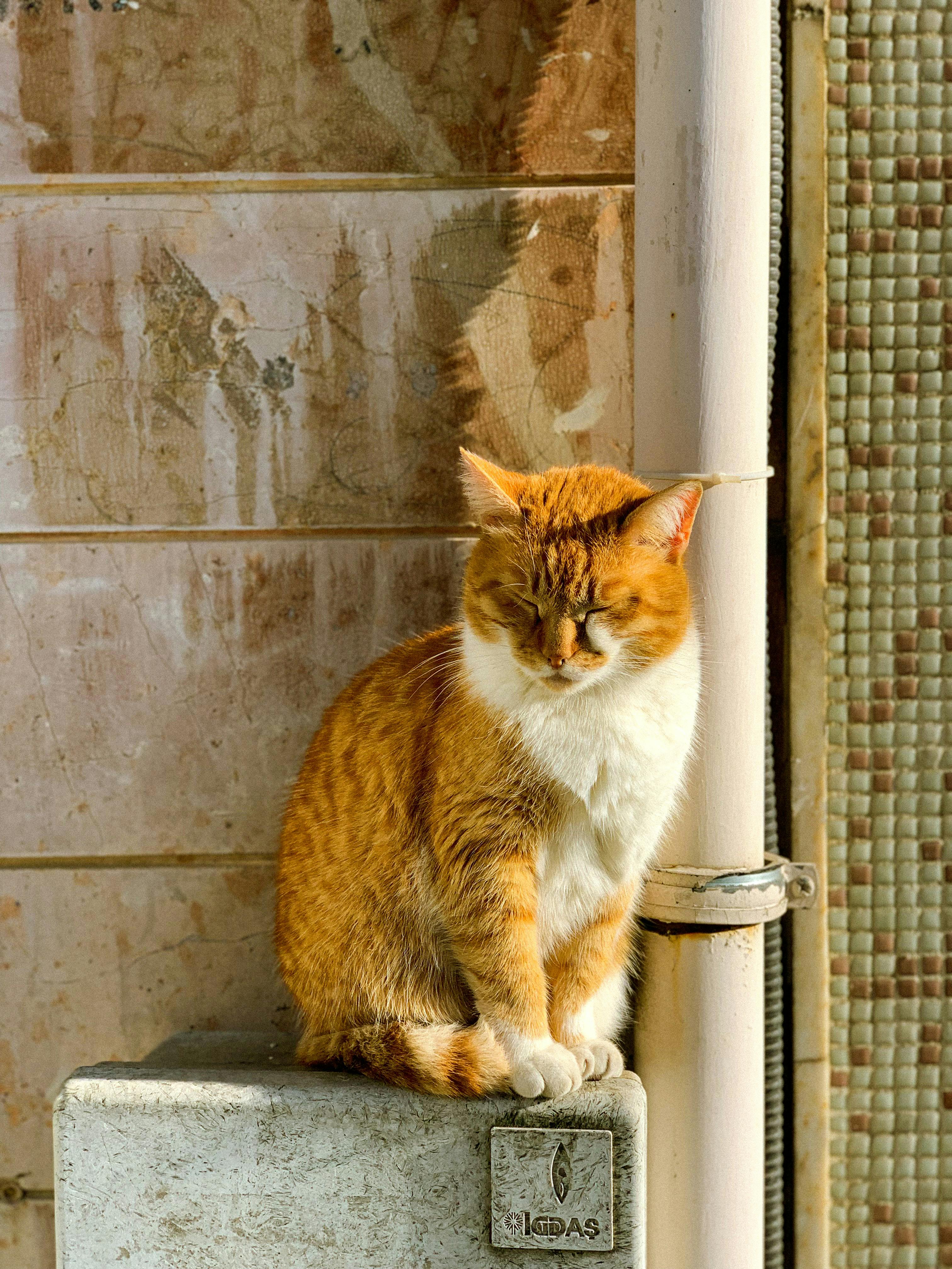 Cat Looking At Family Photos, Download The BEST Free Cat Looking At ...