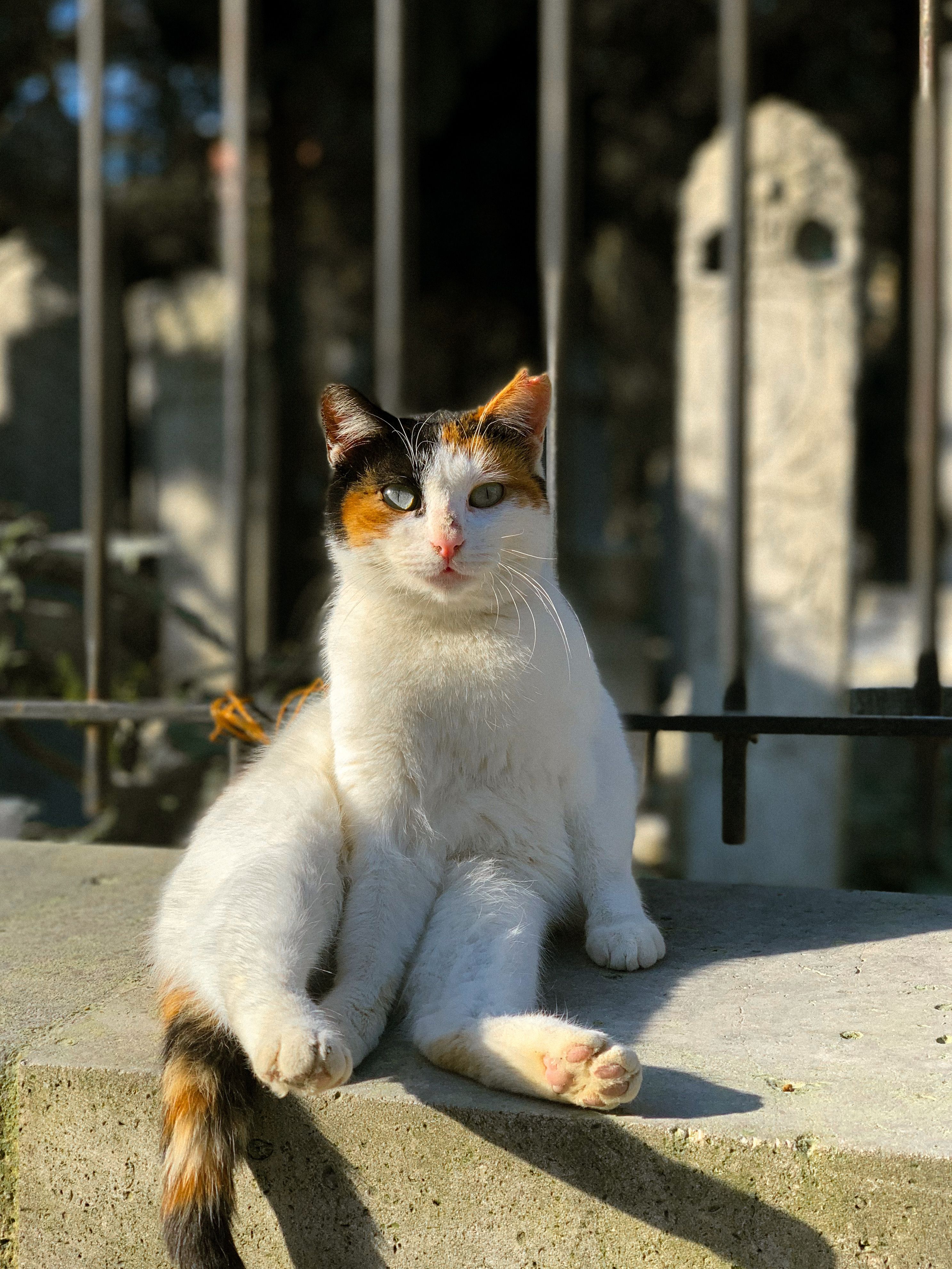 Foto de stock gratuita sobre adorable, aislado, al aire libre, animal ...