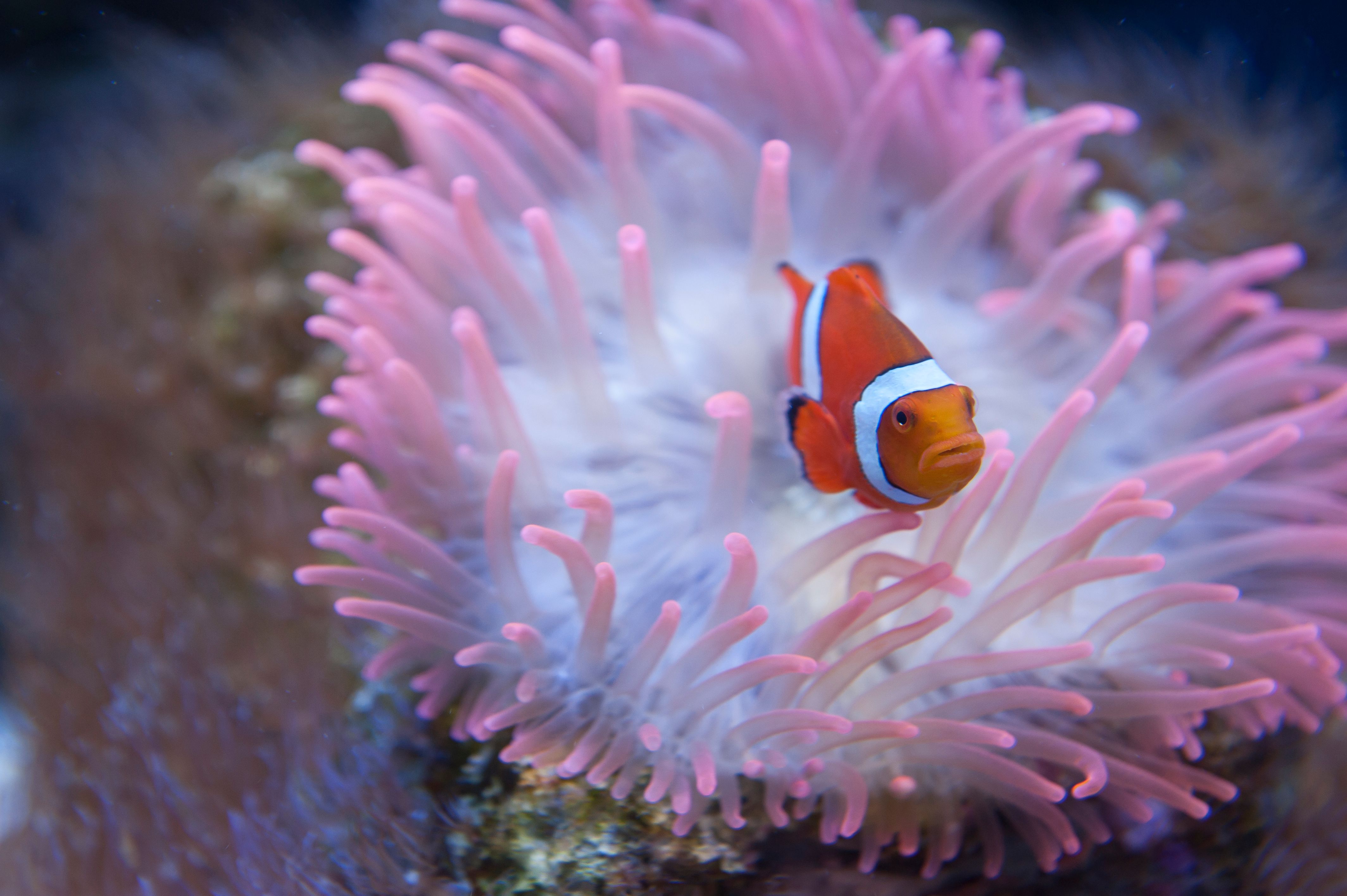 Clownfish in Sea · Free Stock Photo