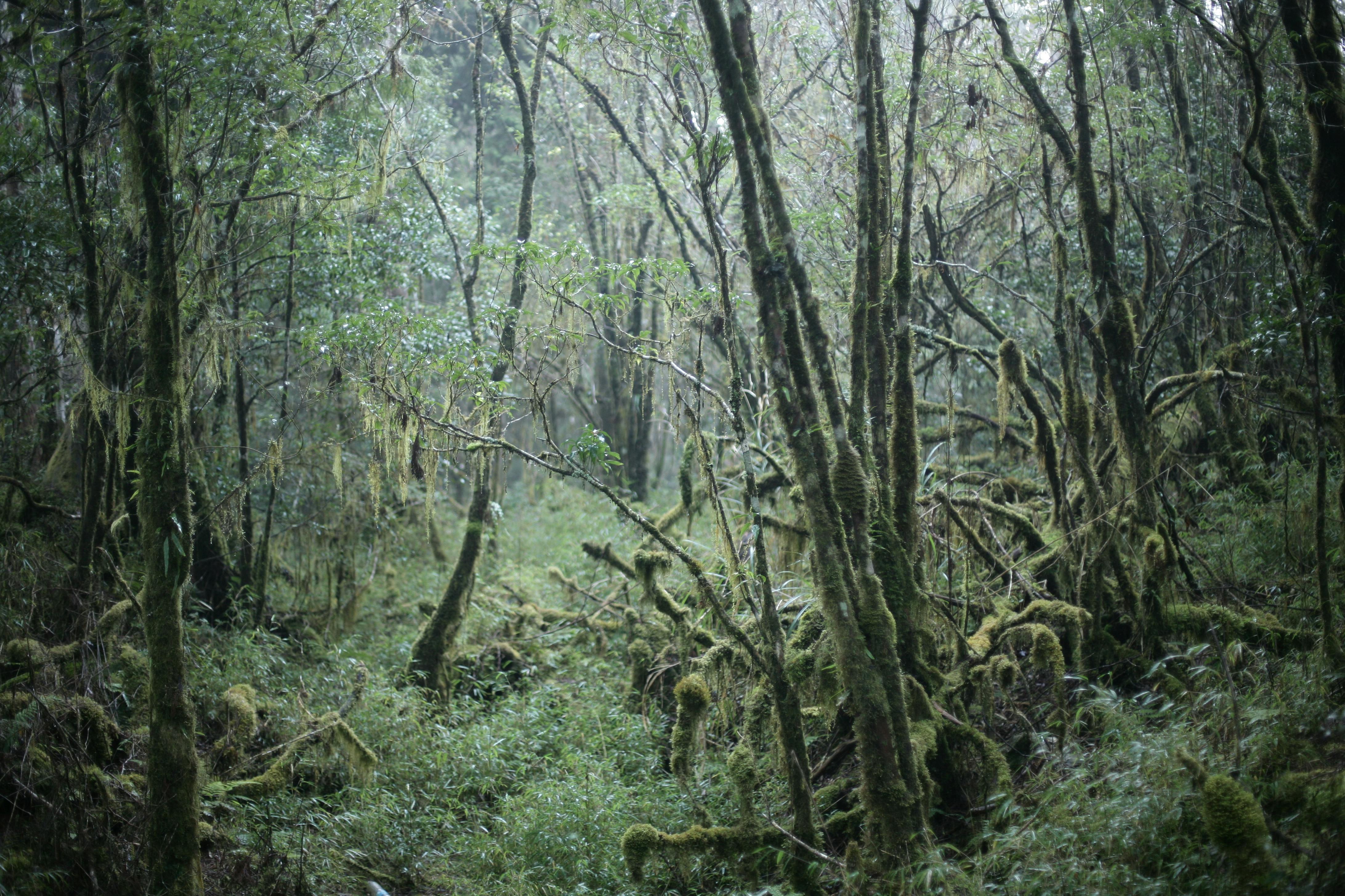 Green Trees in Deep Forest · Free Stock Photo