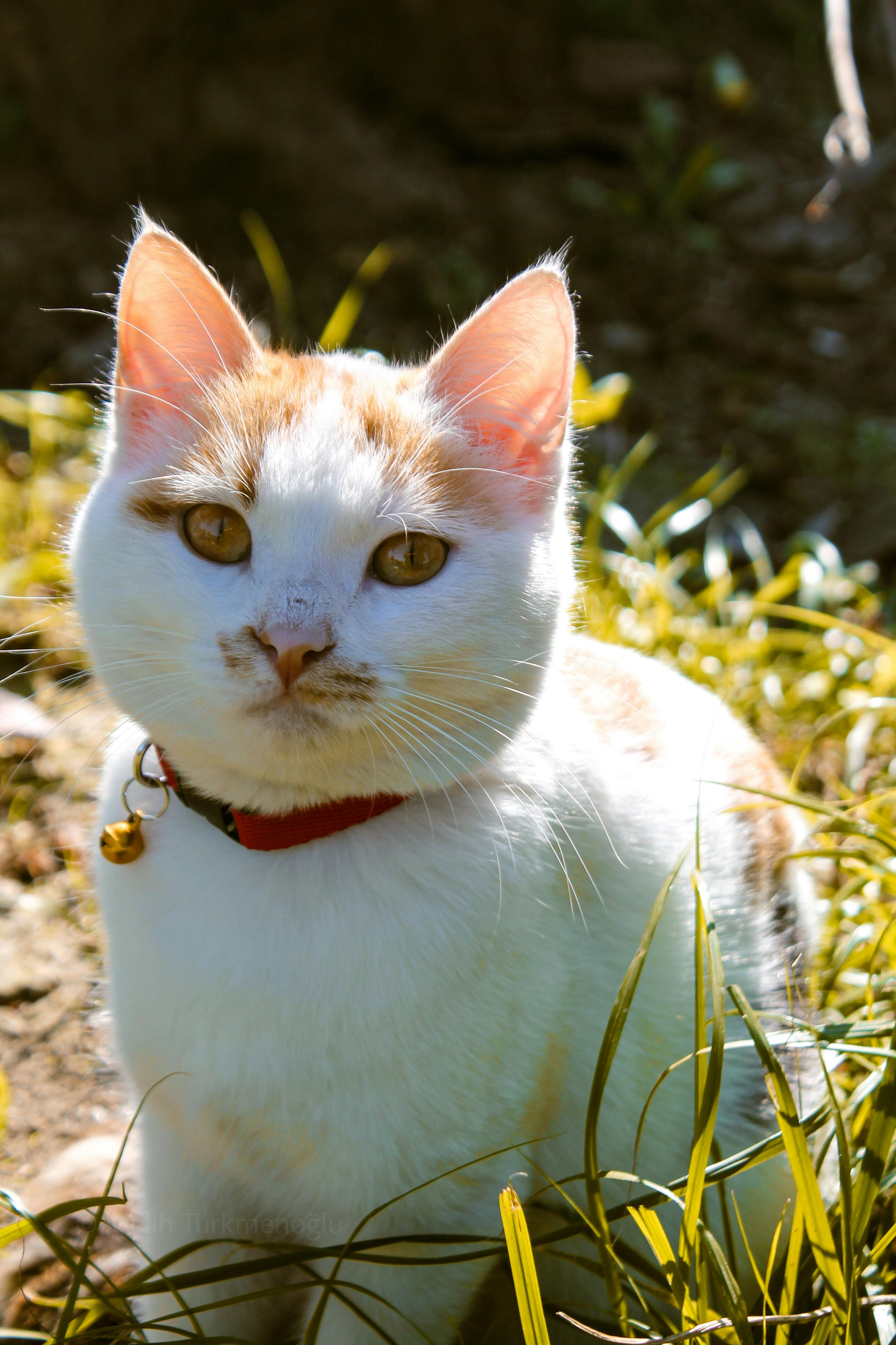 Back View of a Cat by a Window · Free Stock Photo