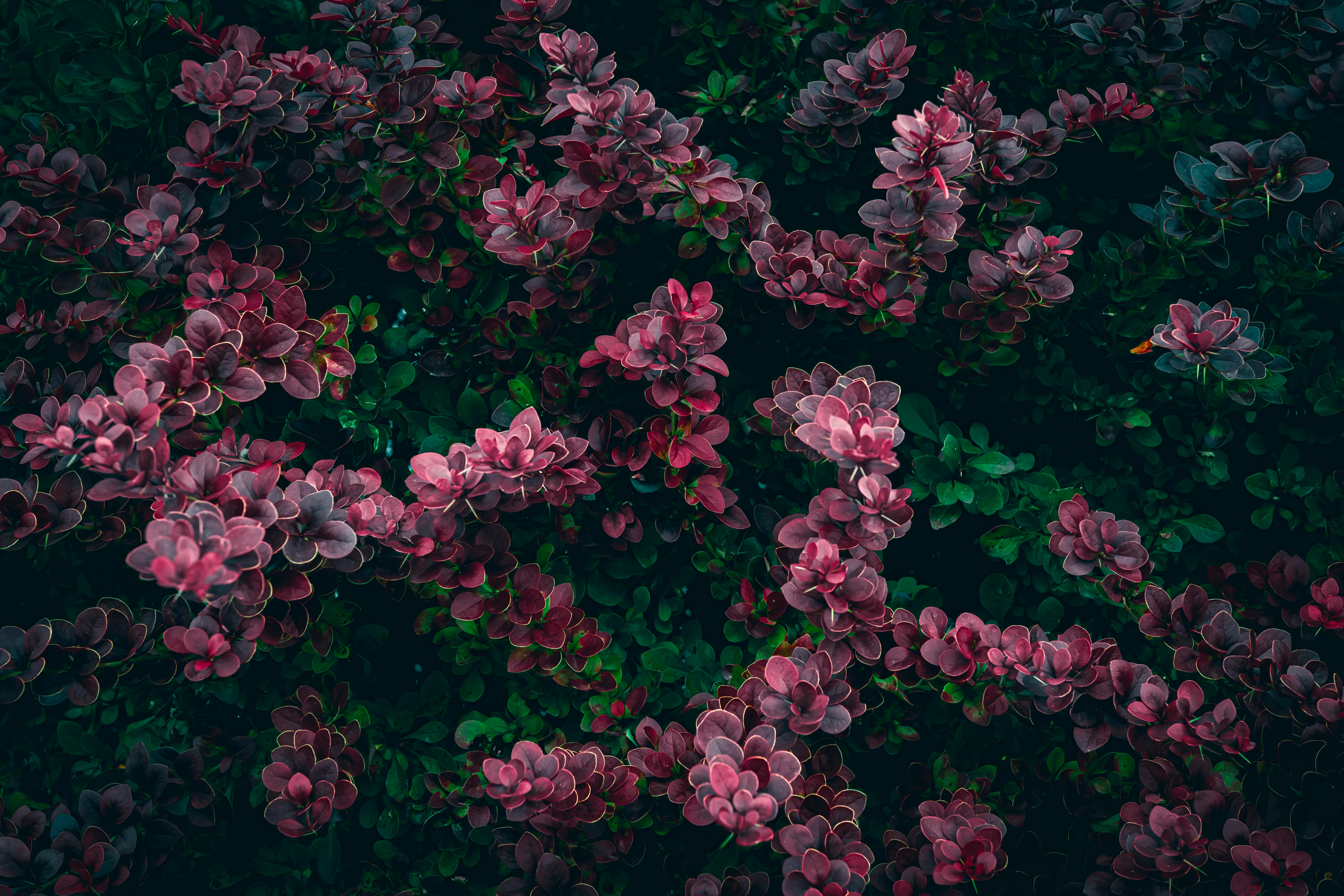 Savory Bush Photos, Download The BEST Free Savory Bush Stock Photos ...