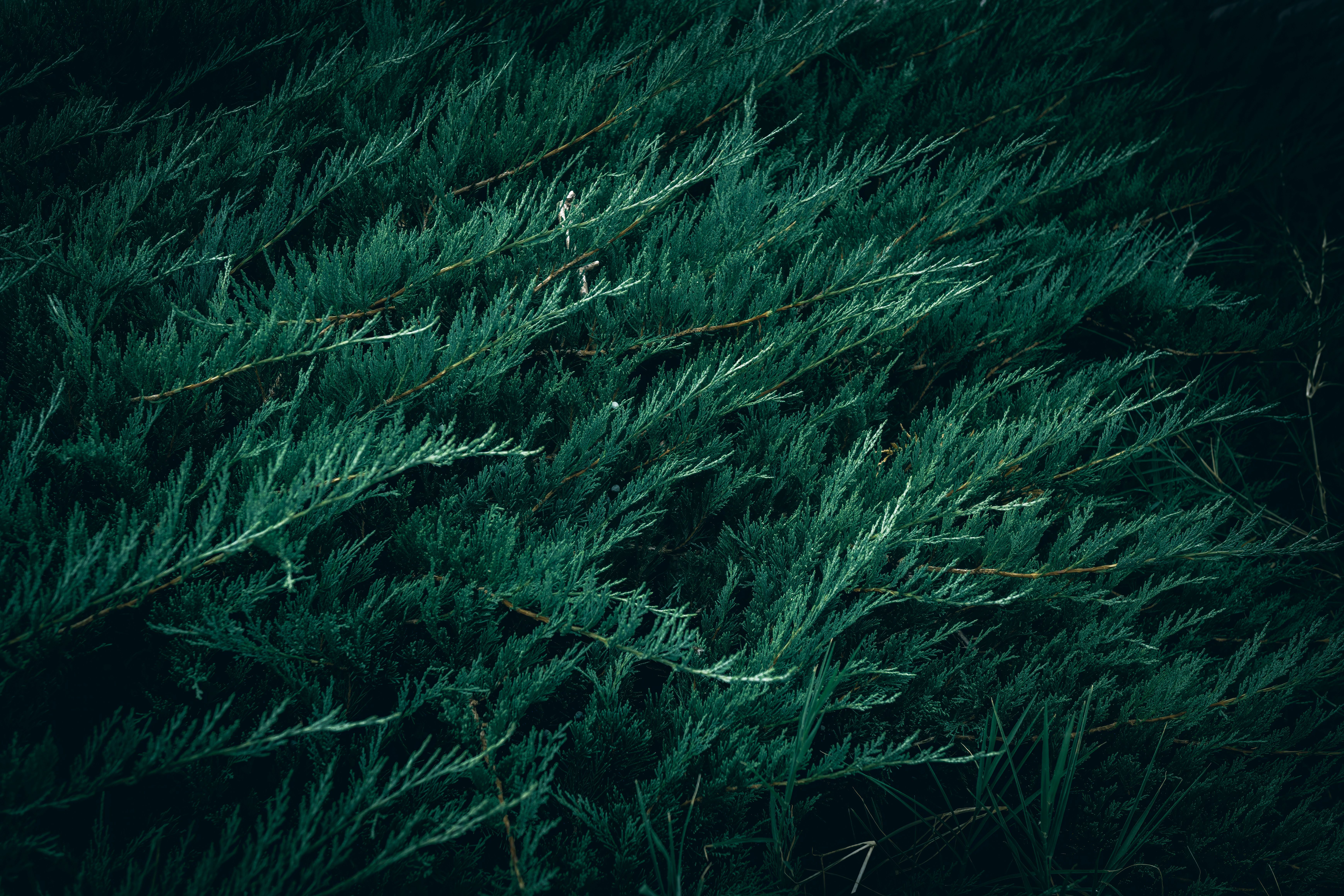 A close up of dark green Juniper bush branches · Free Stock Photo