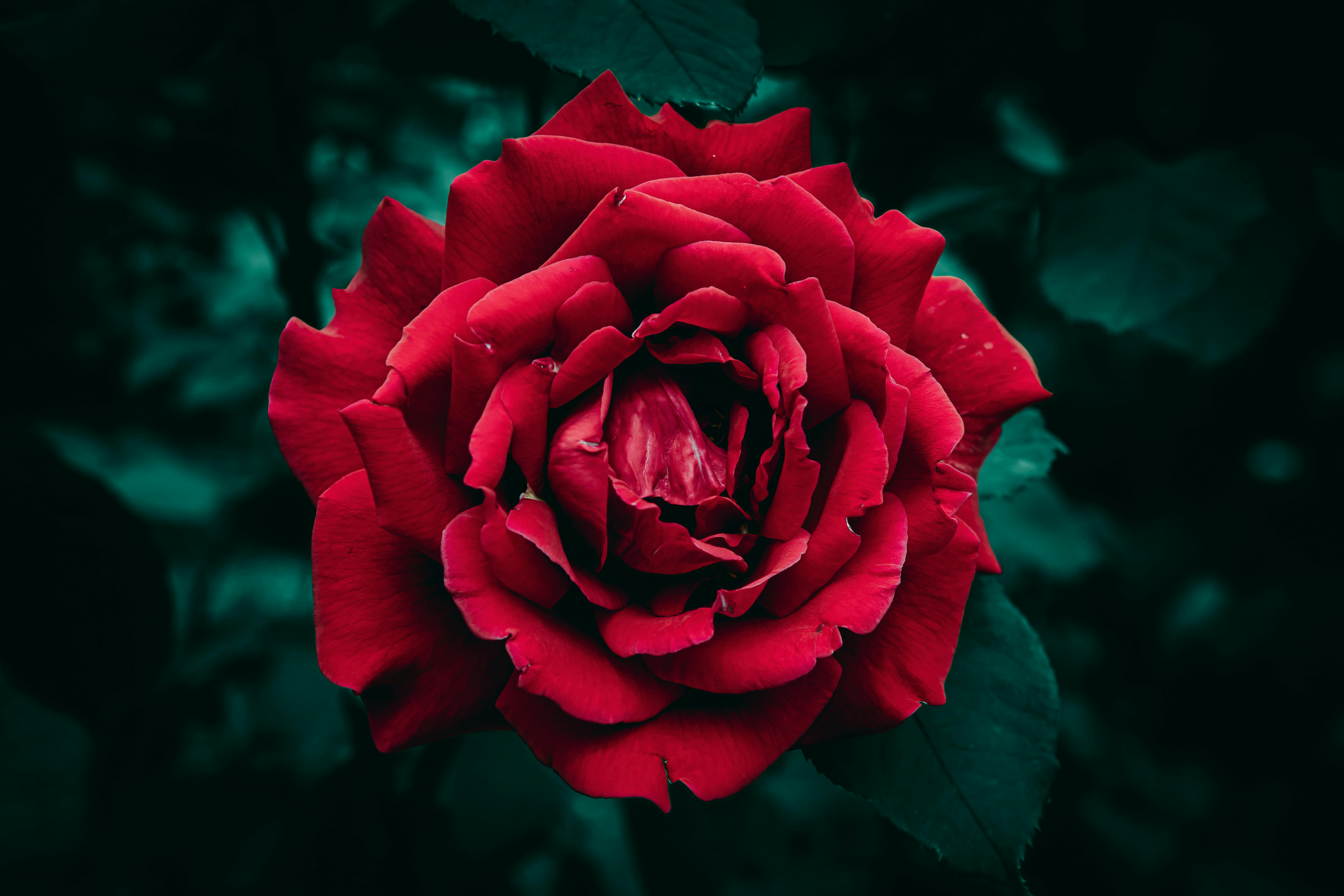 A close up of a single red rose flower in bloom with green leaves ...