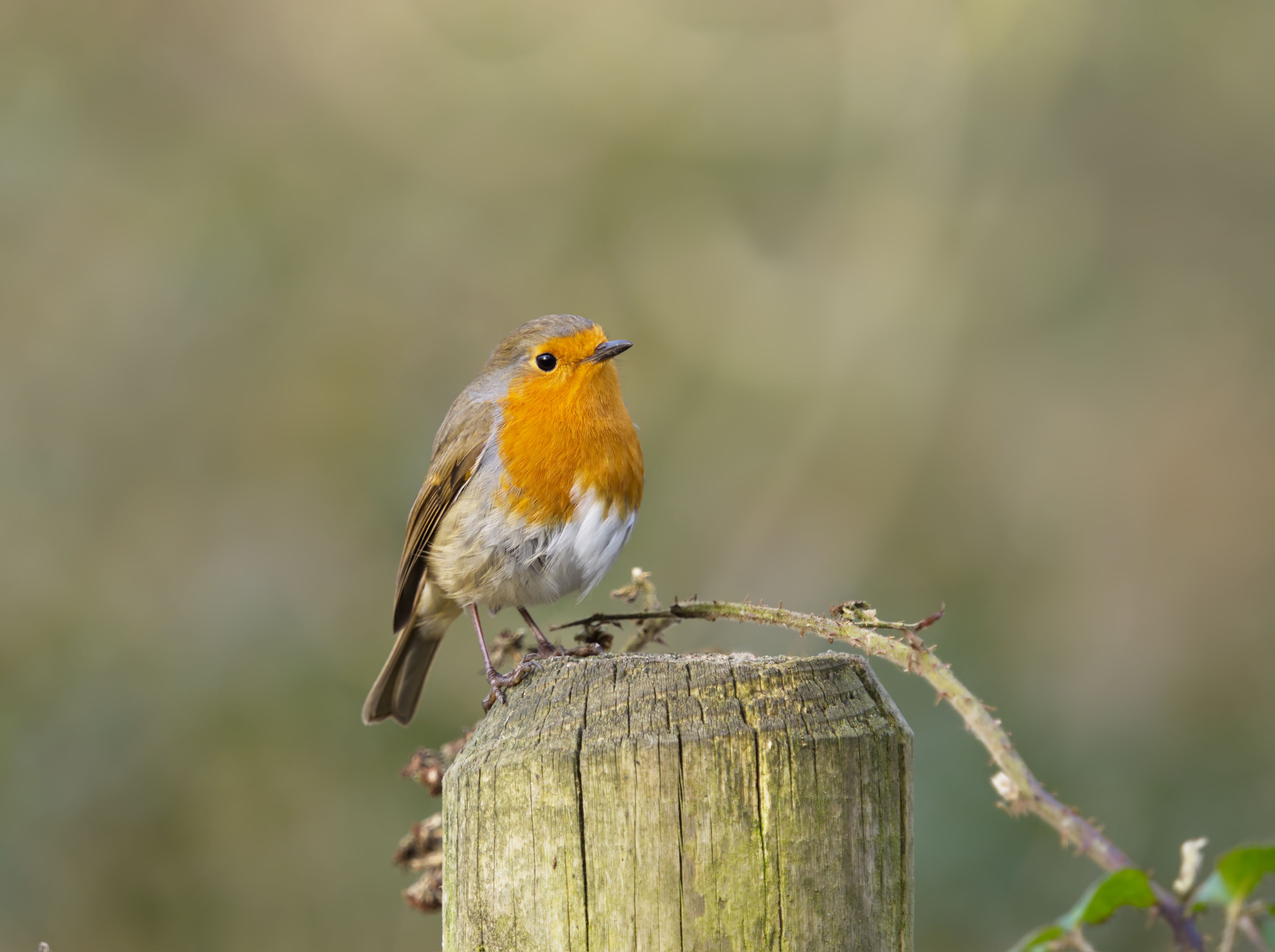 Robin with Orange Feather, Perching on a Log · Free Stock Photo