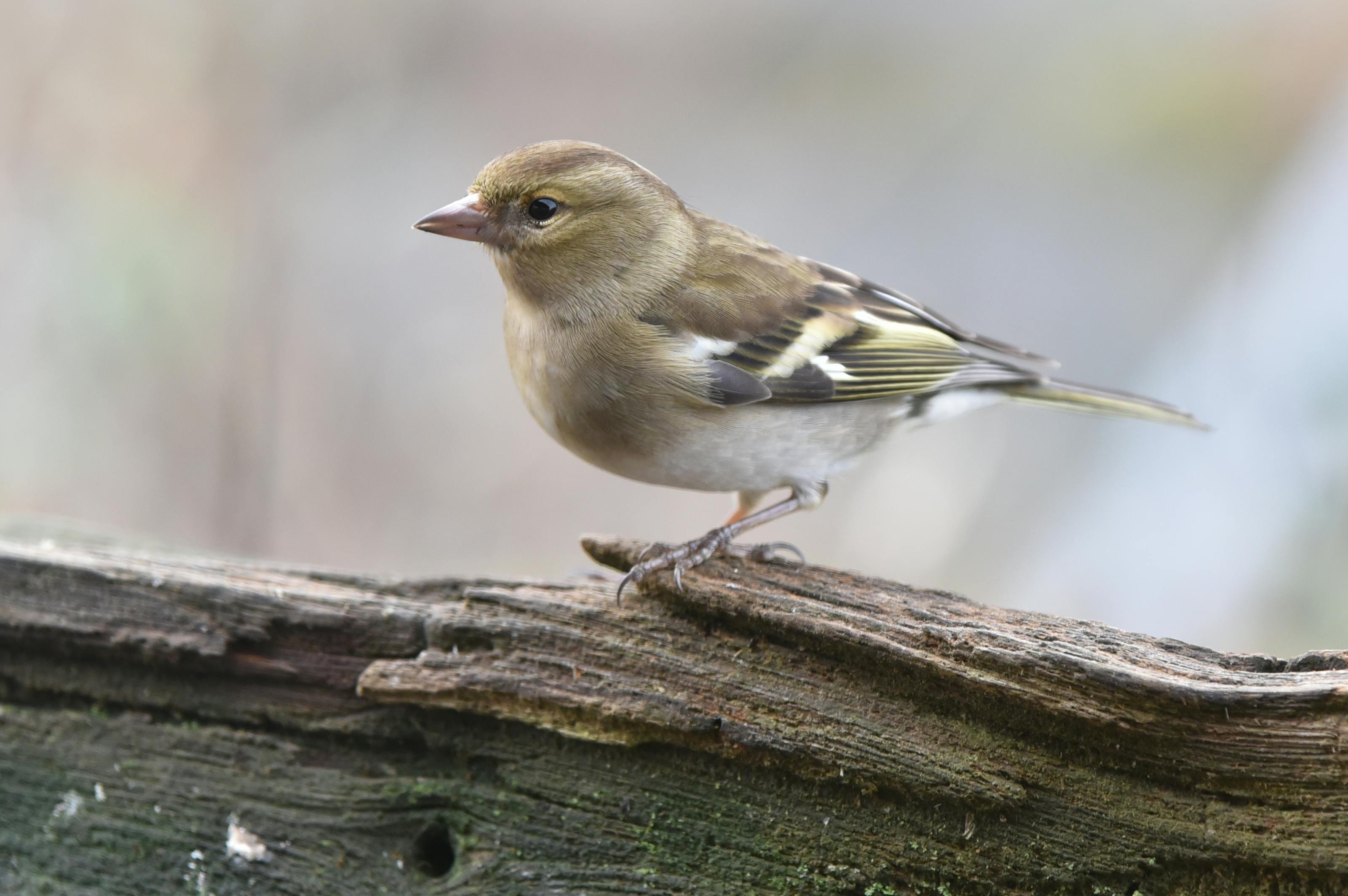 Eurasian Chaffinch Bird · Free Stock Photo