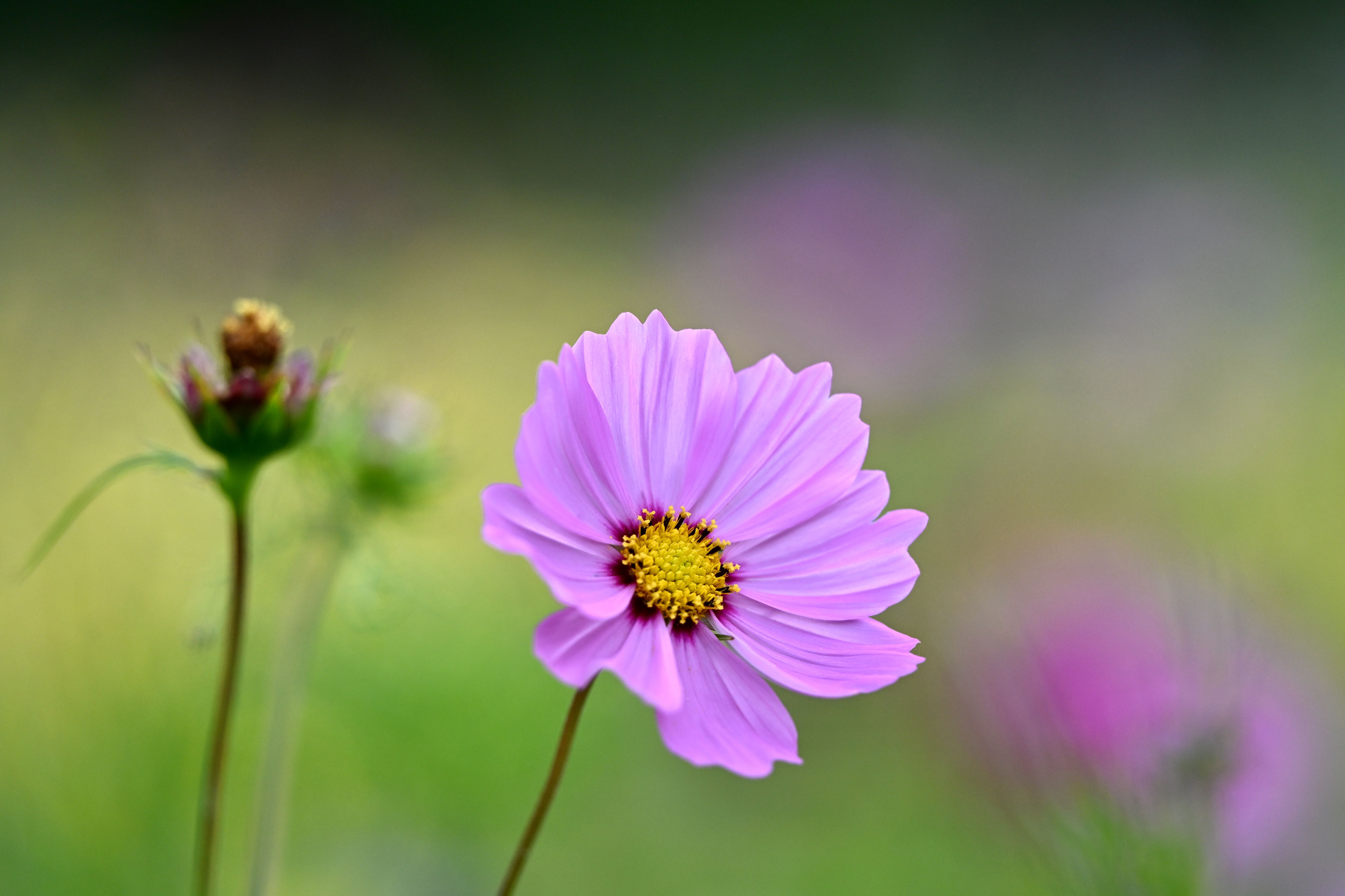 Close-up of a Purple Cosmos Flower on a Meadow · Free Stock Photo