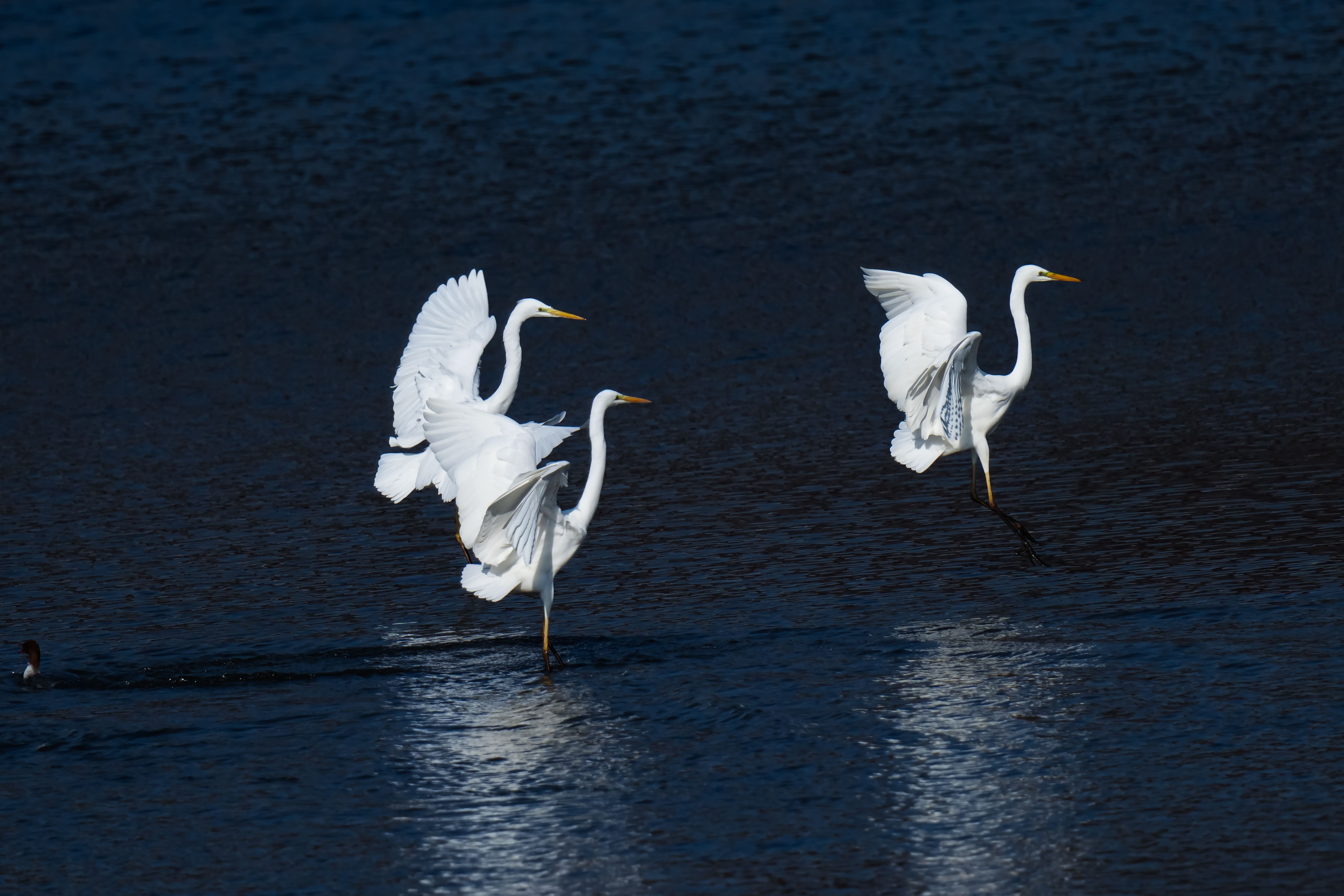Three white birds flying over the water · Free Stock Photo
