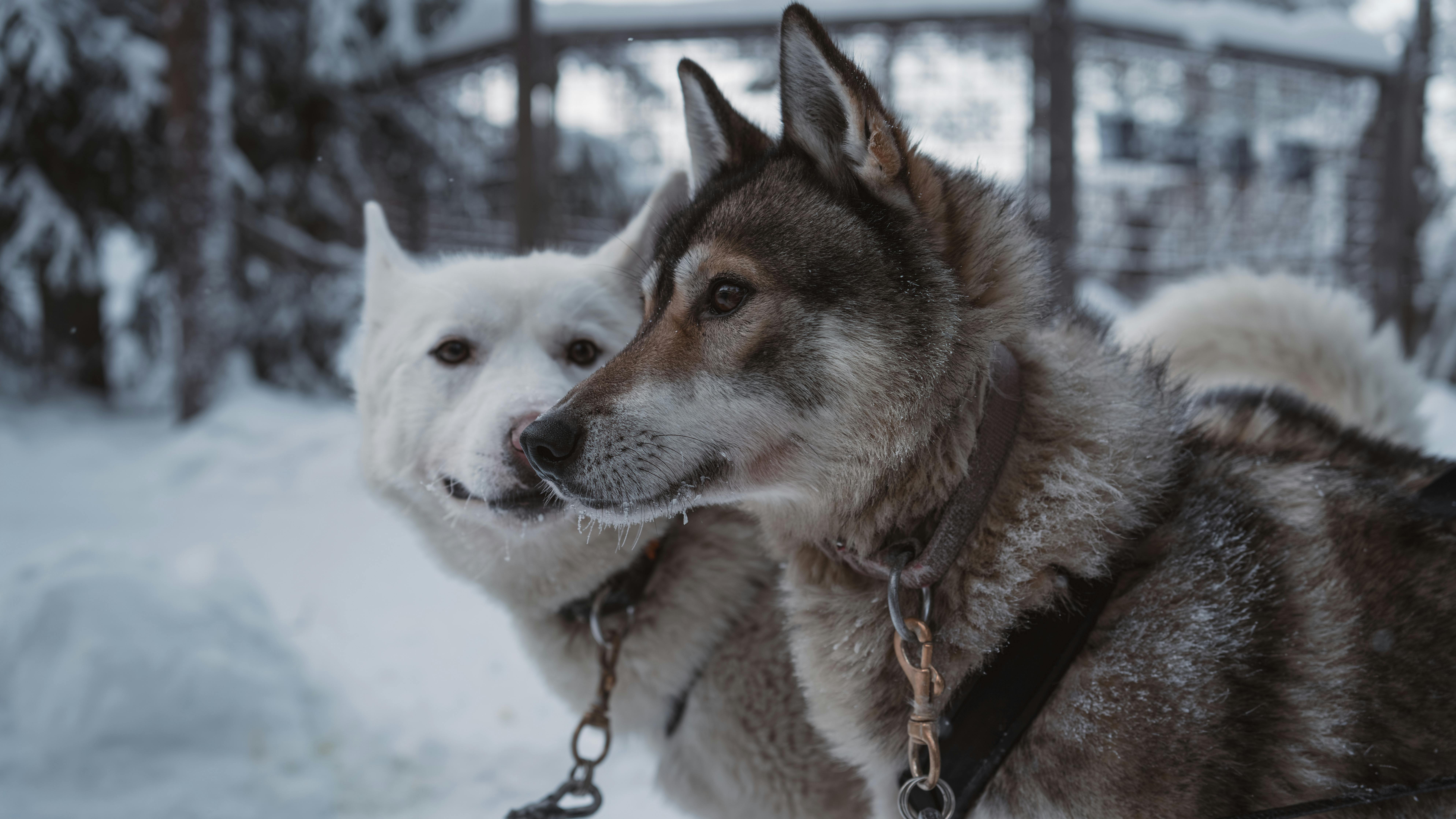 Laplander Photos, Download The BEST Free Laplander Stock Photos & HD Images