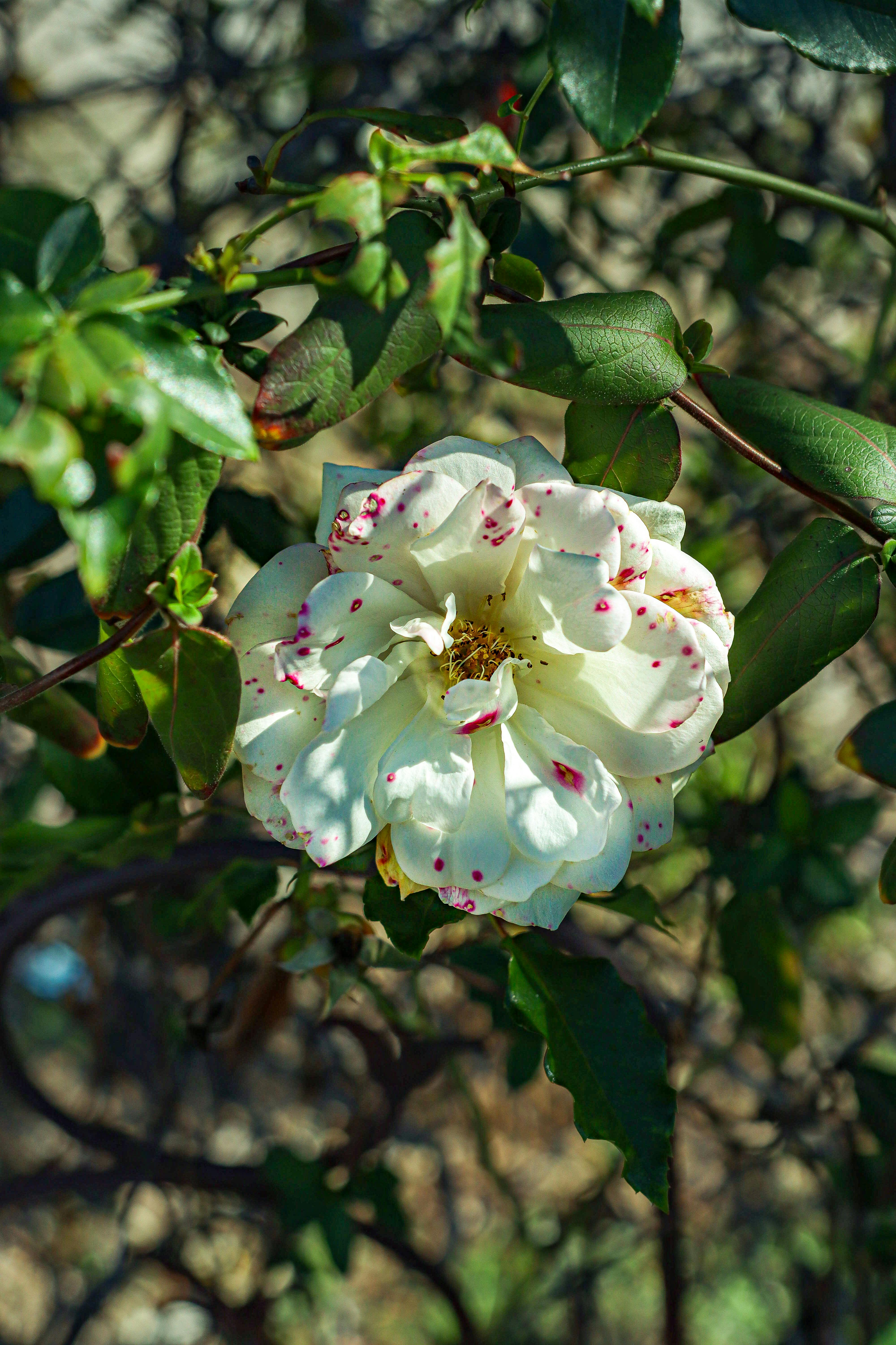 White Garden Rose Flower with Pink Spots · Free Stock Photo