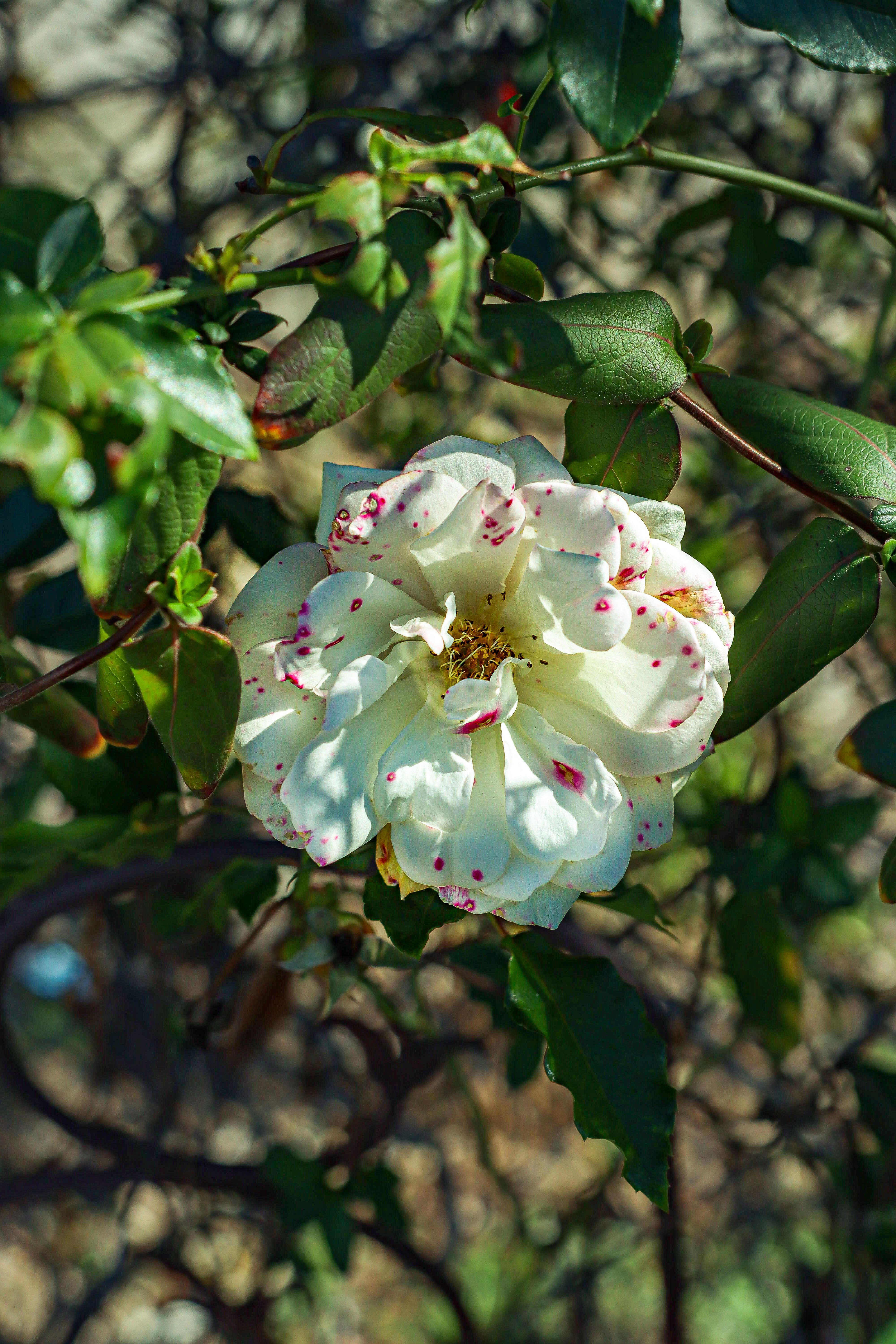 White Garden Rose Flower with Pink Spots · Free Stock Photo