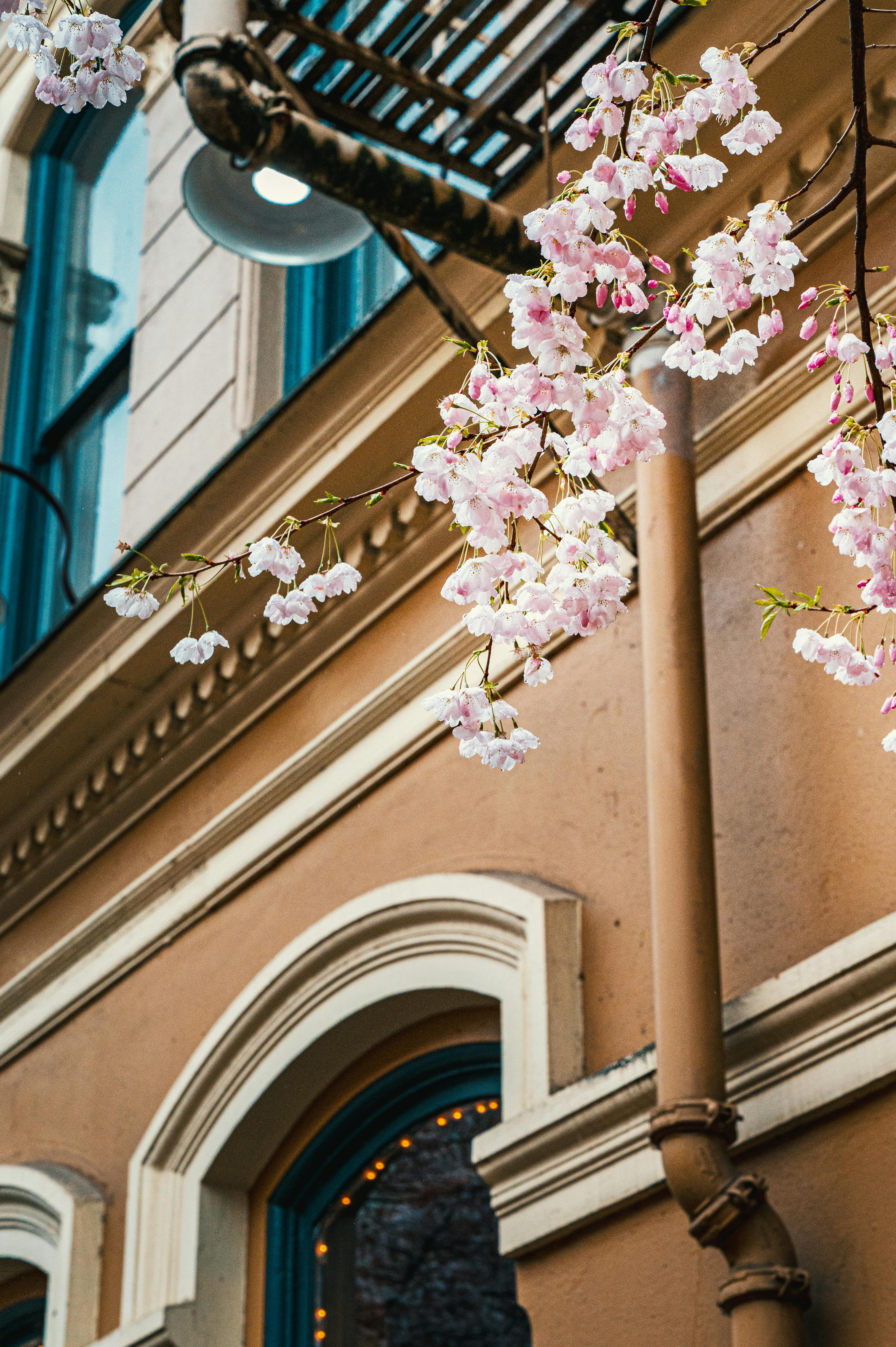 A building with pink flowers on the side of it · Free Stock Photo