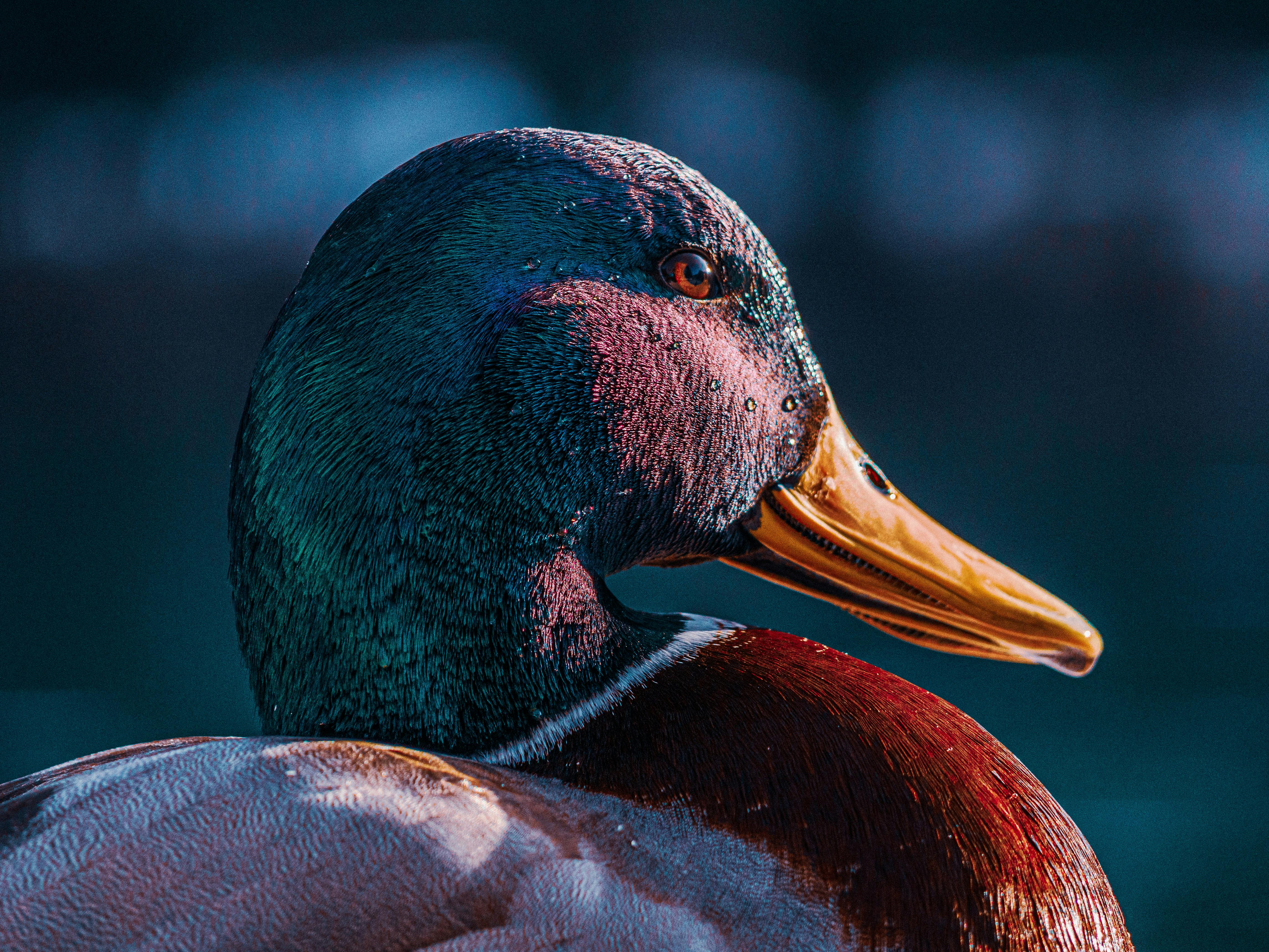 Head of Duck · Free Stock Photo