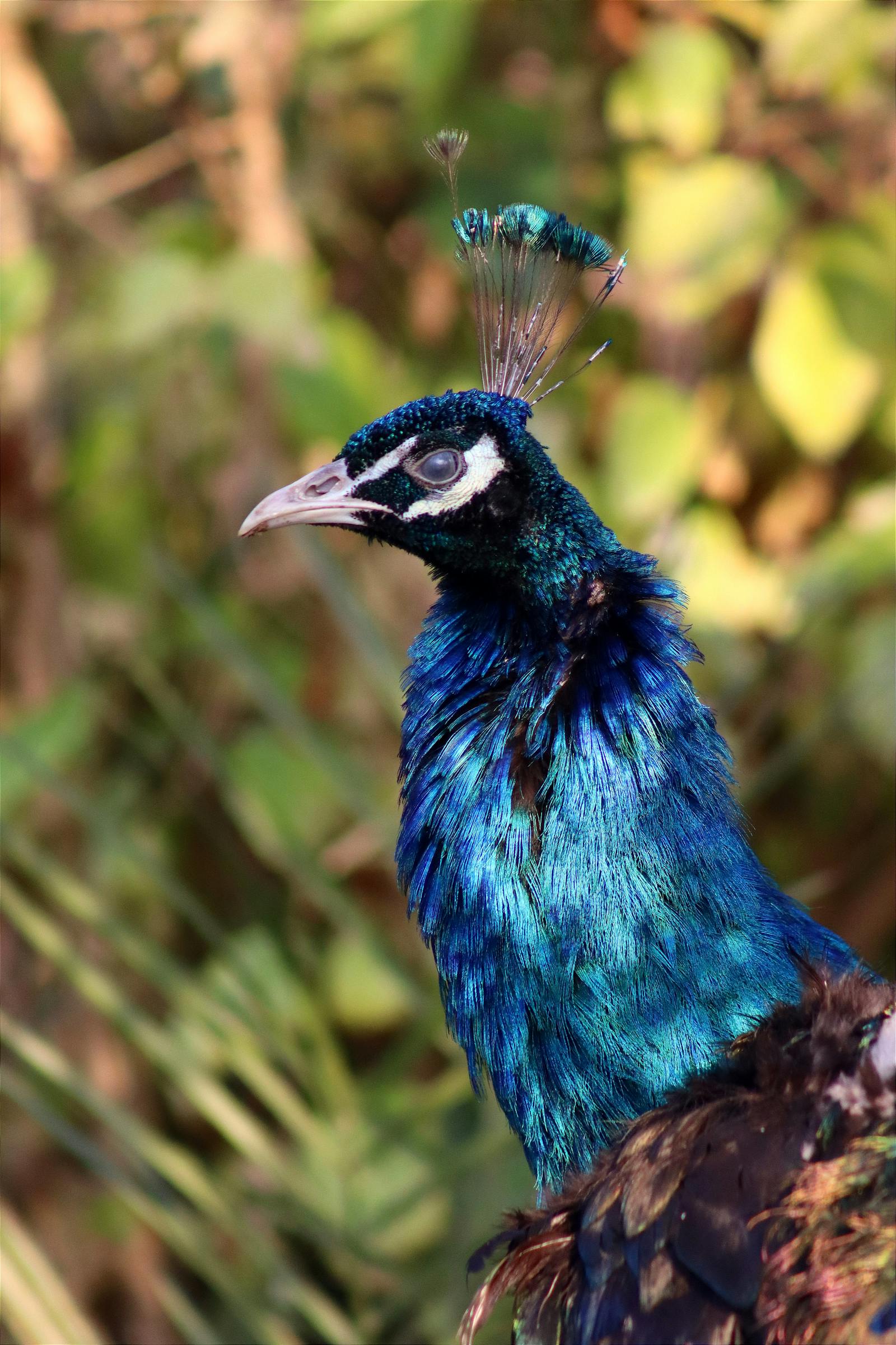 Blue Bird Photos, Download The BEST Free Blue Bird Stock Photos & HD Images