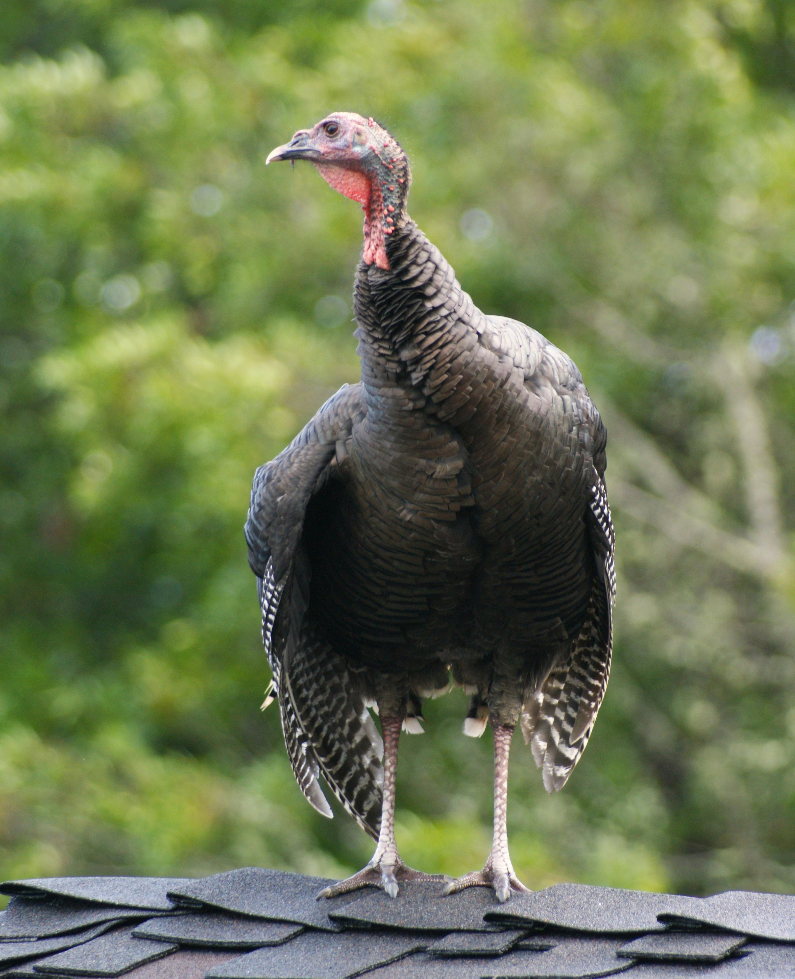 Turkey Perching on Rooftop · Free Stock Photo