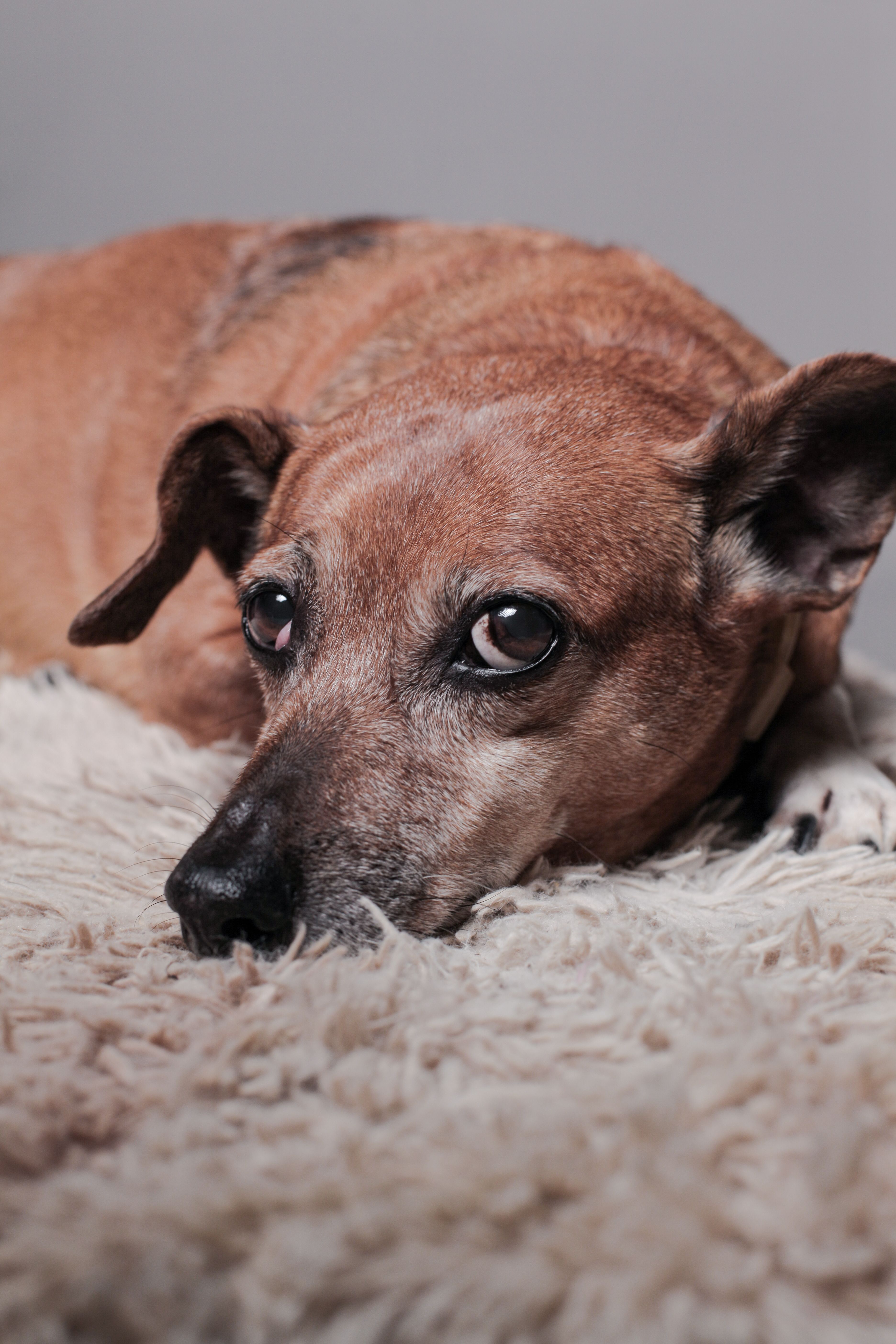 Tired Lying Dog · Free Stock Photo