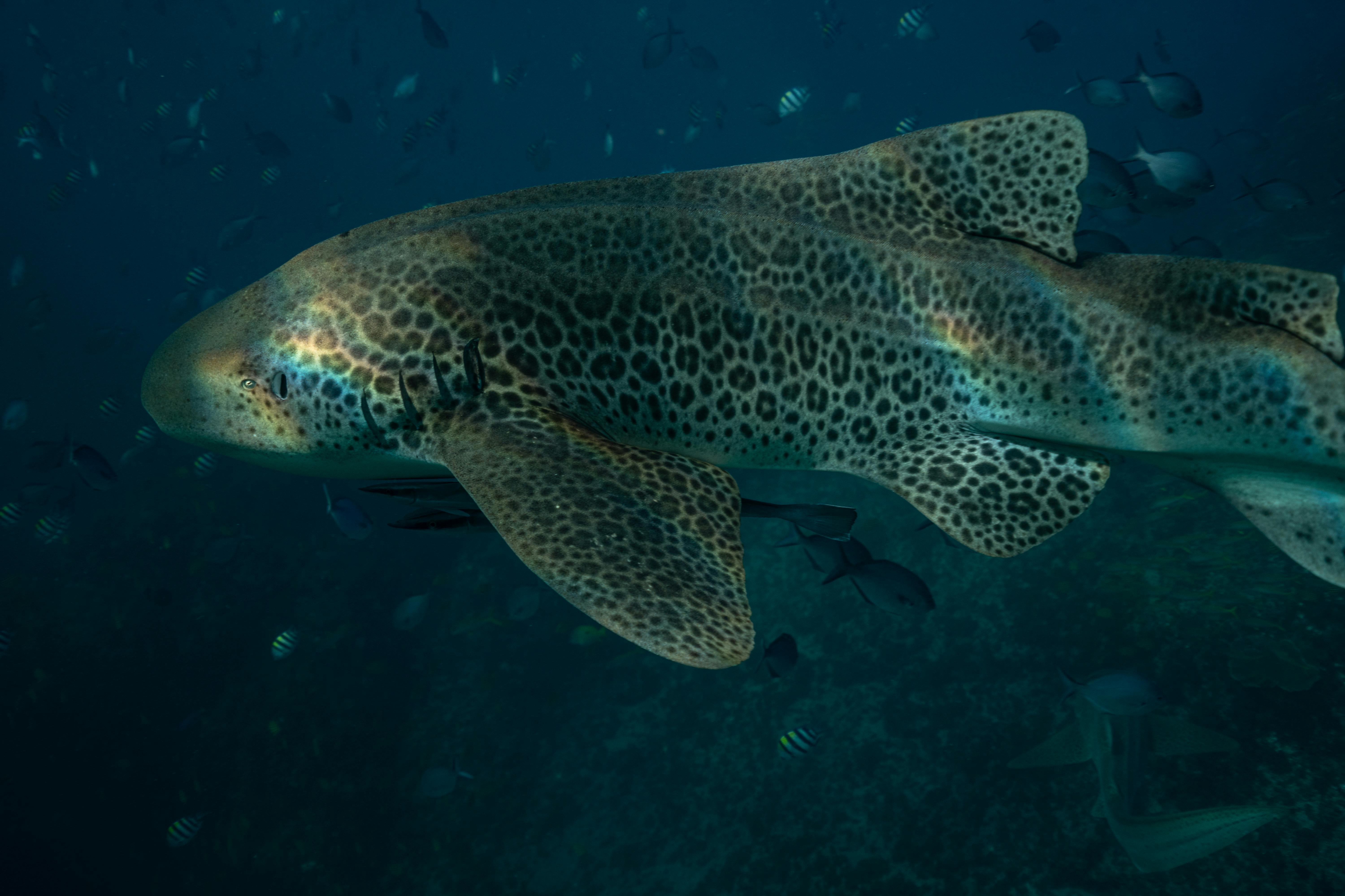 Leopard Shark in Close Up · Free Stock Photo