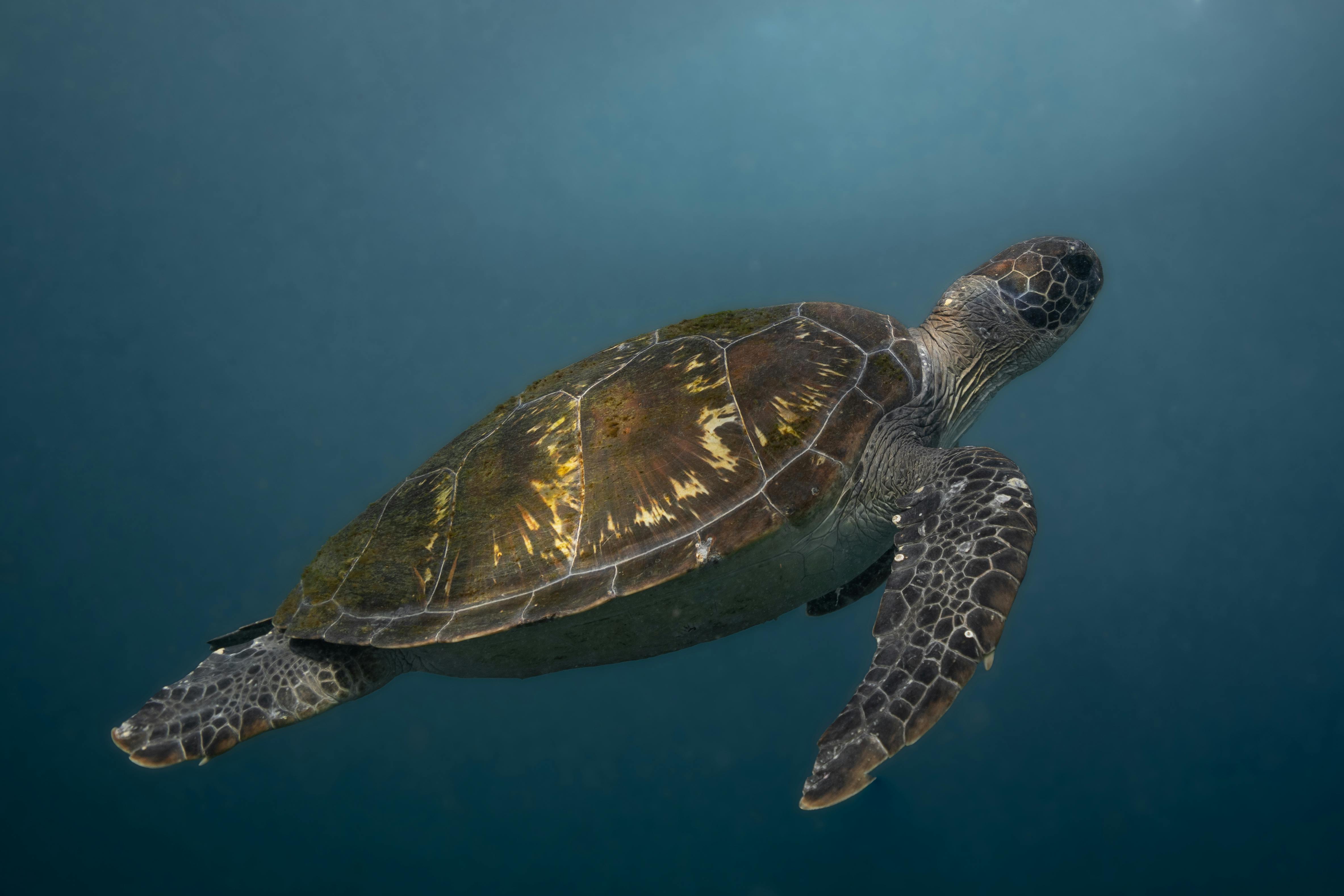 Close-Up Photo of Sea Turtle · Free Stock Photo
