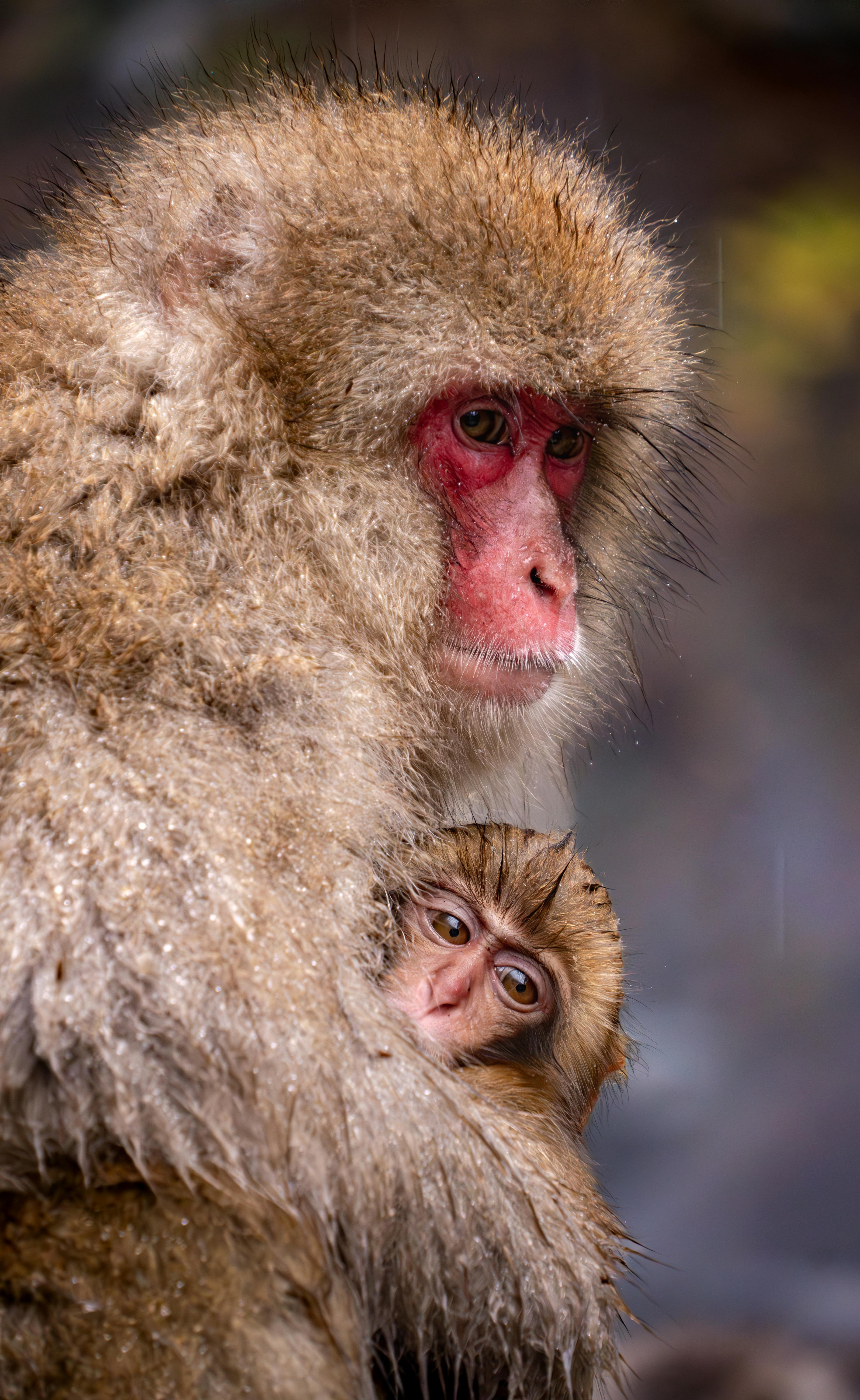 Grey Black White Fur Monkey Lying With Eyes Open · Free Stock Photo
