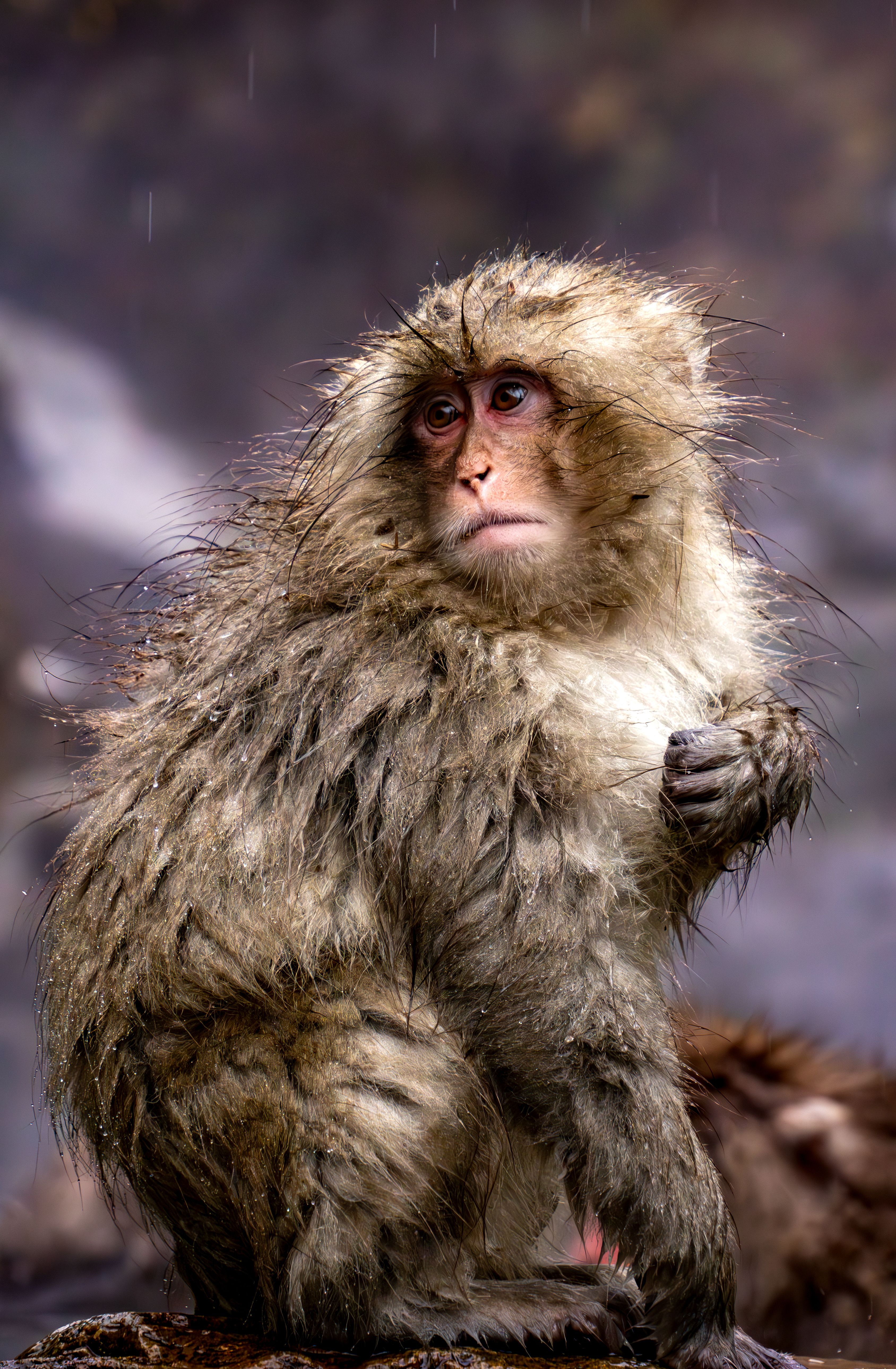 Grey Black White Fur Monkey Lying With Eyes Open · Free Stock Photo