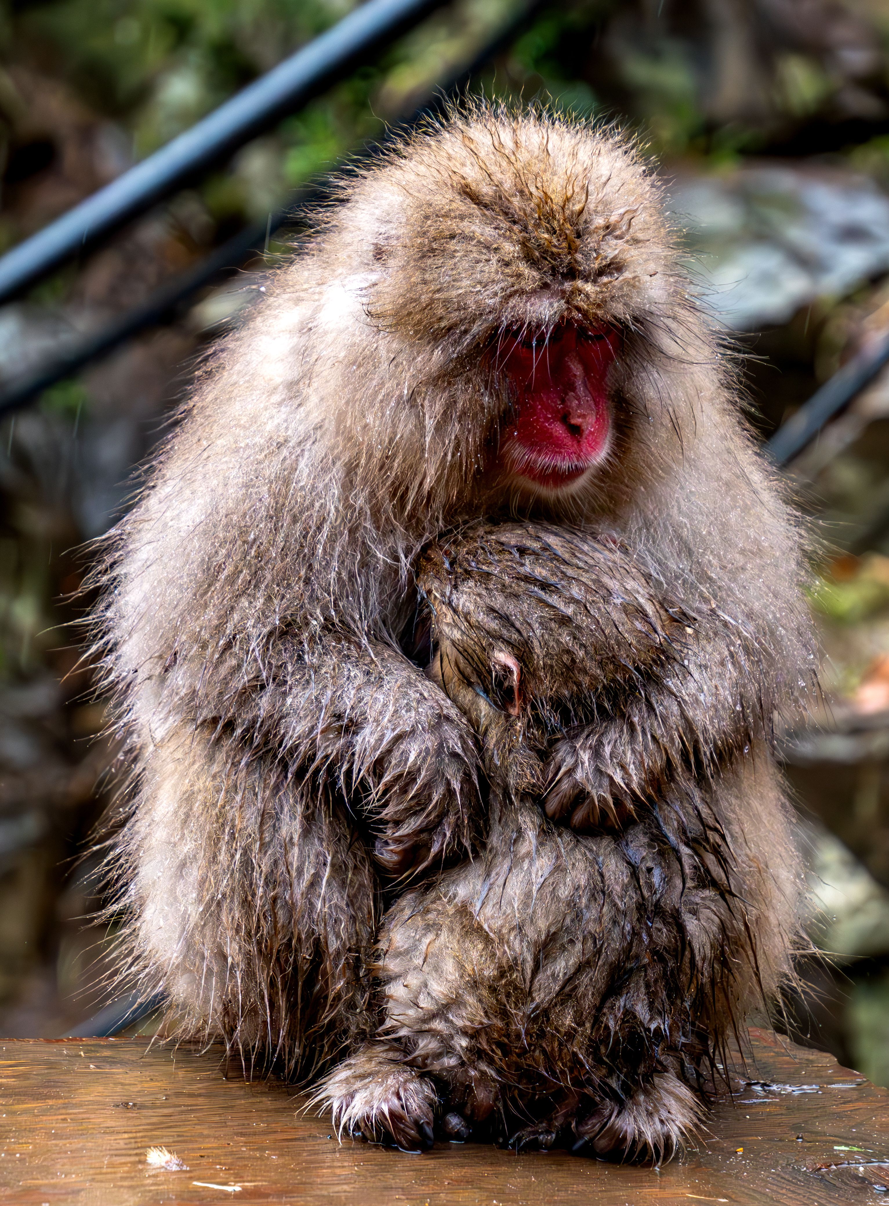 Monkey Parent Protecting its Baby from Weather · Free Stock Photo