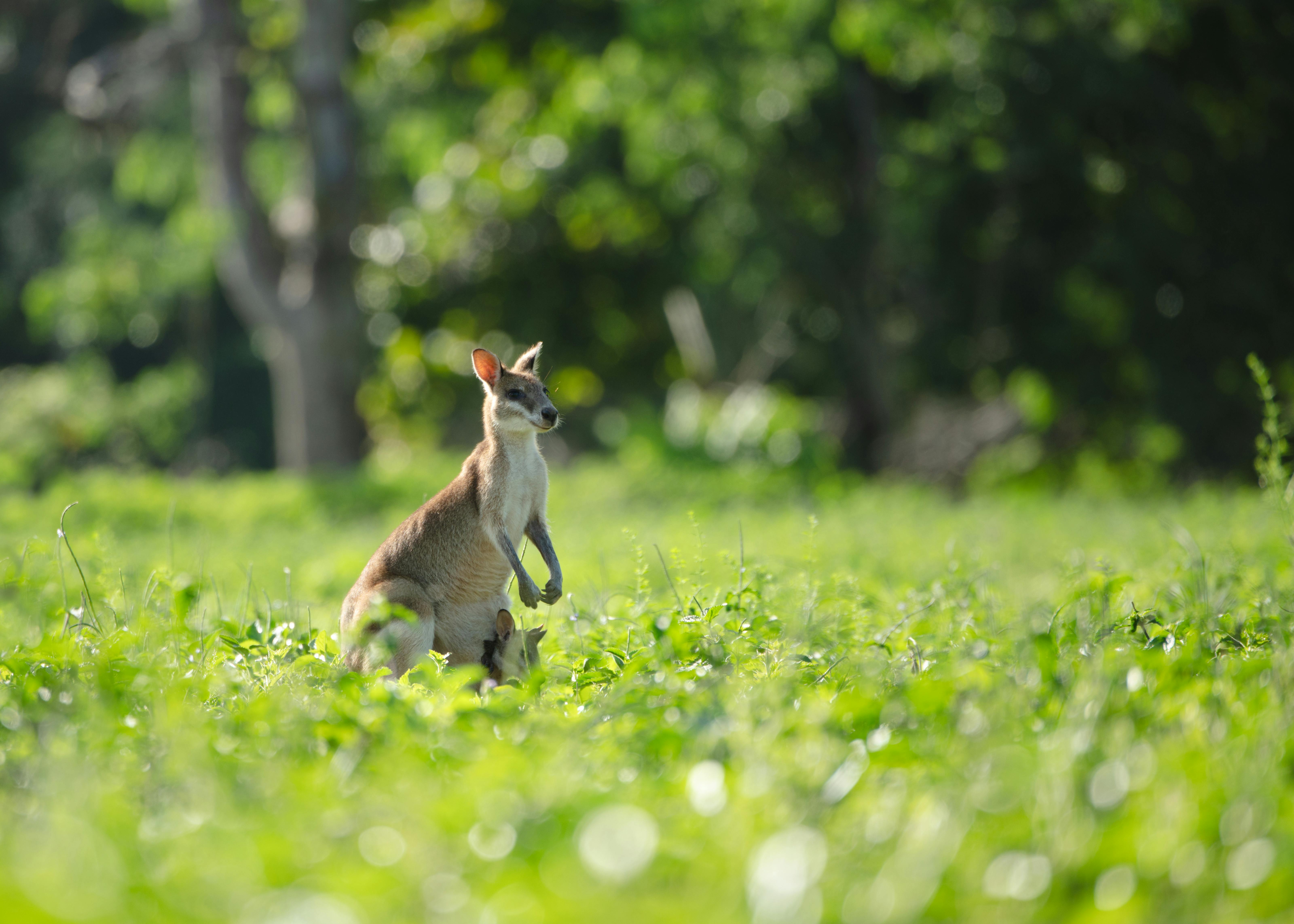 Anim Photos, Download The BEST Free Anim Stock Photos & HD Images