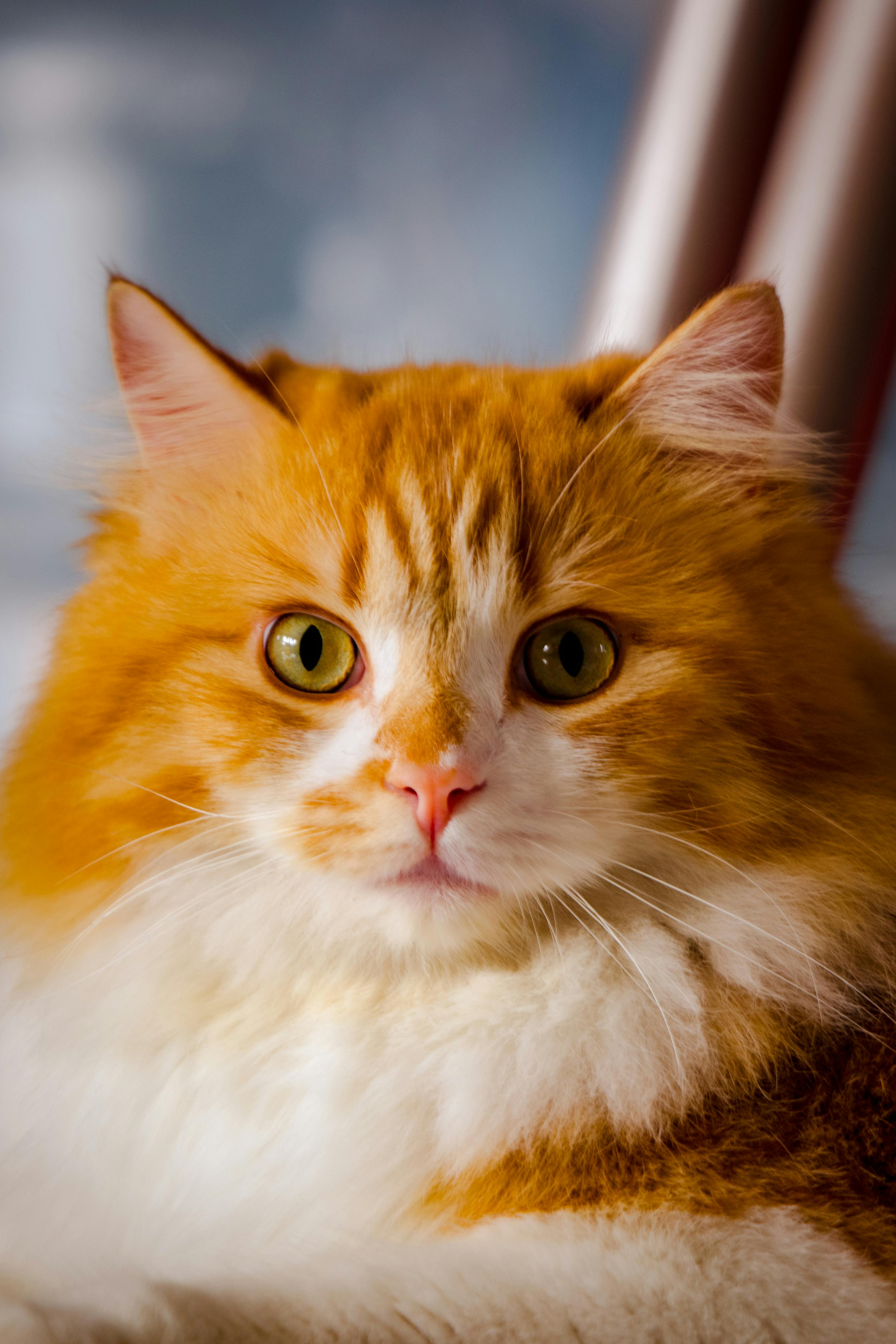 Portrait of a Furry Cat · Free Stock Photo