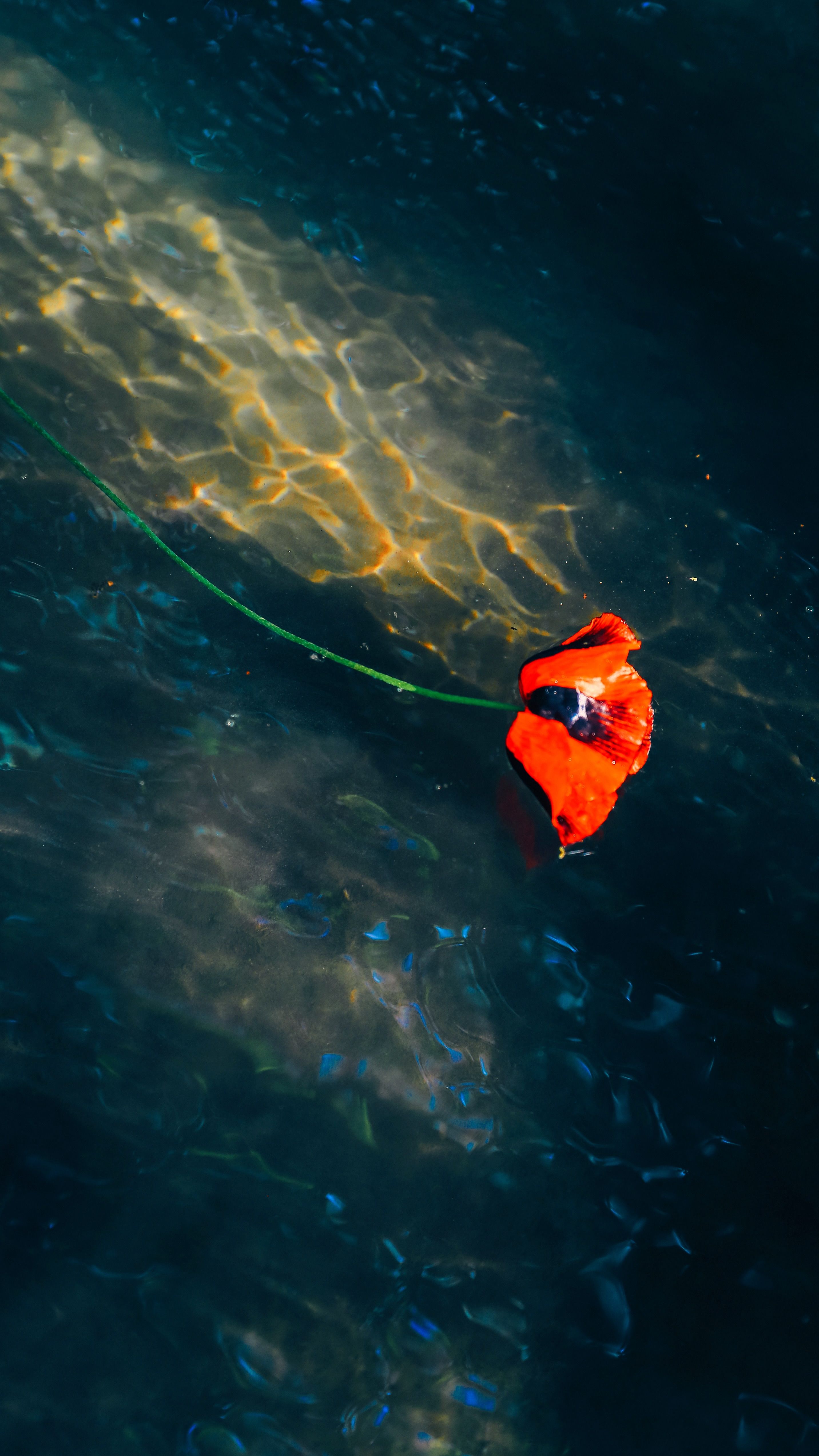 A Flower in Water · Free Stock Photo