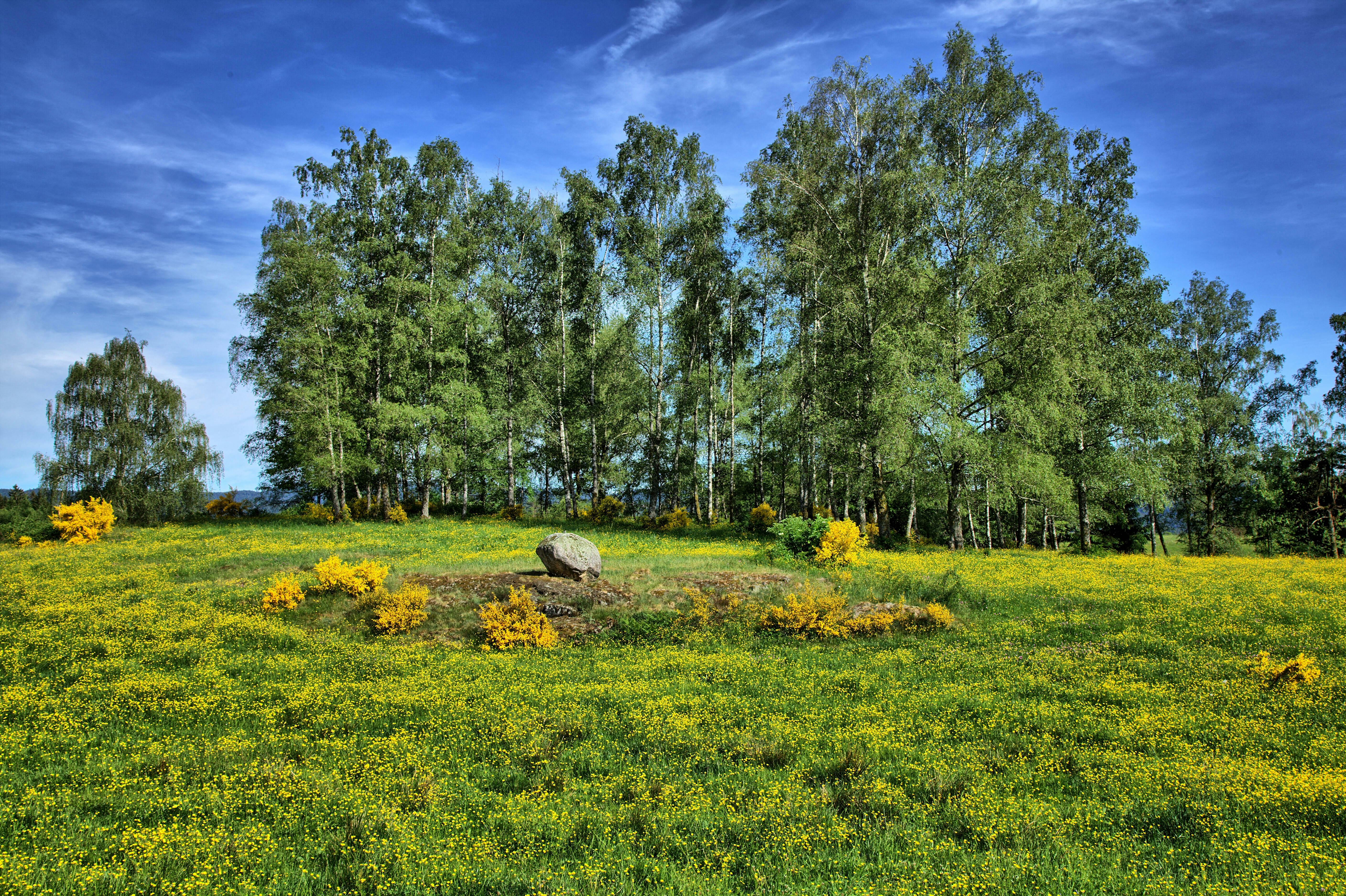 A Field and Trees · Free Stock Photo