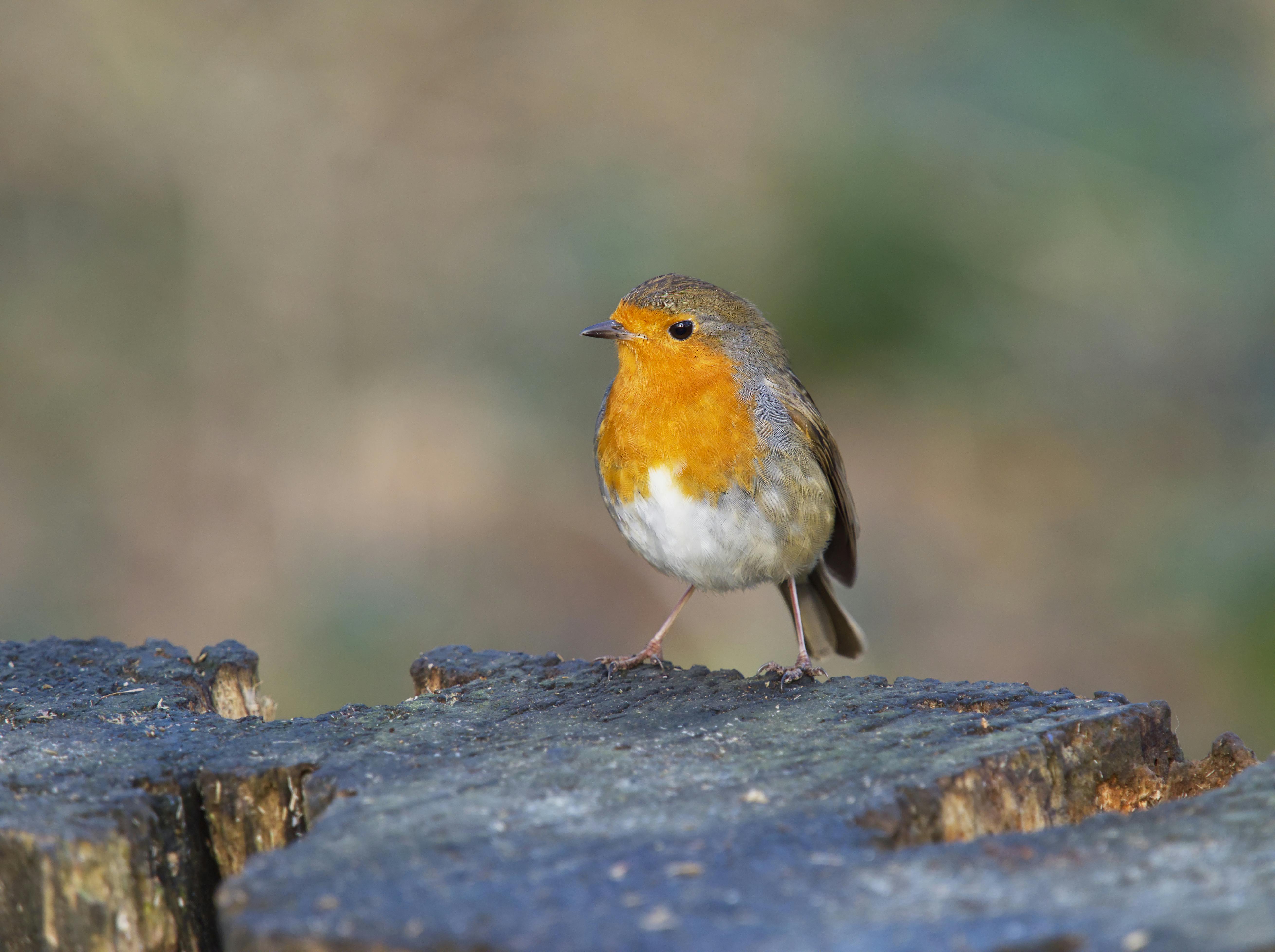 Robin Perching on Stump · Free Stock Photo