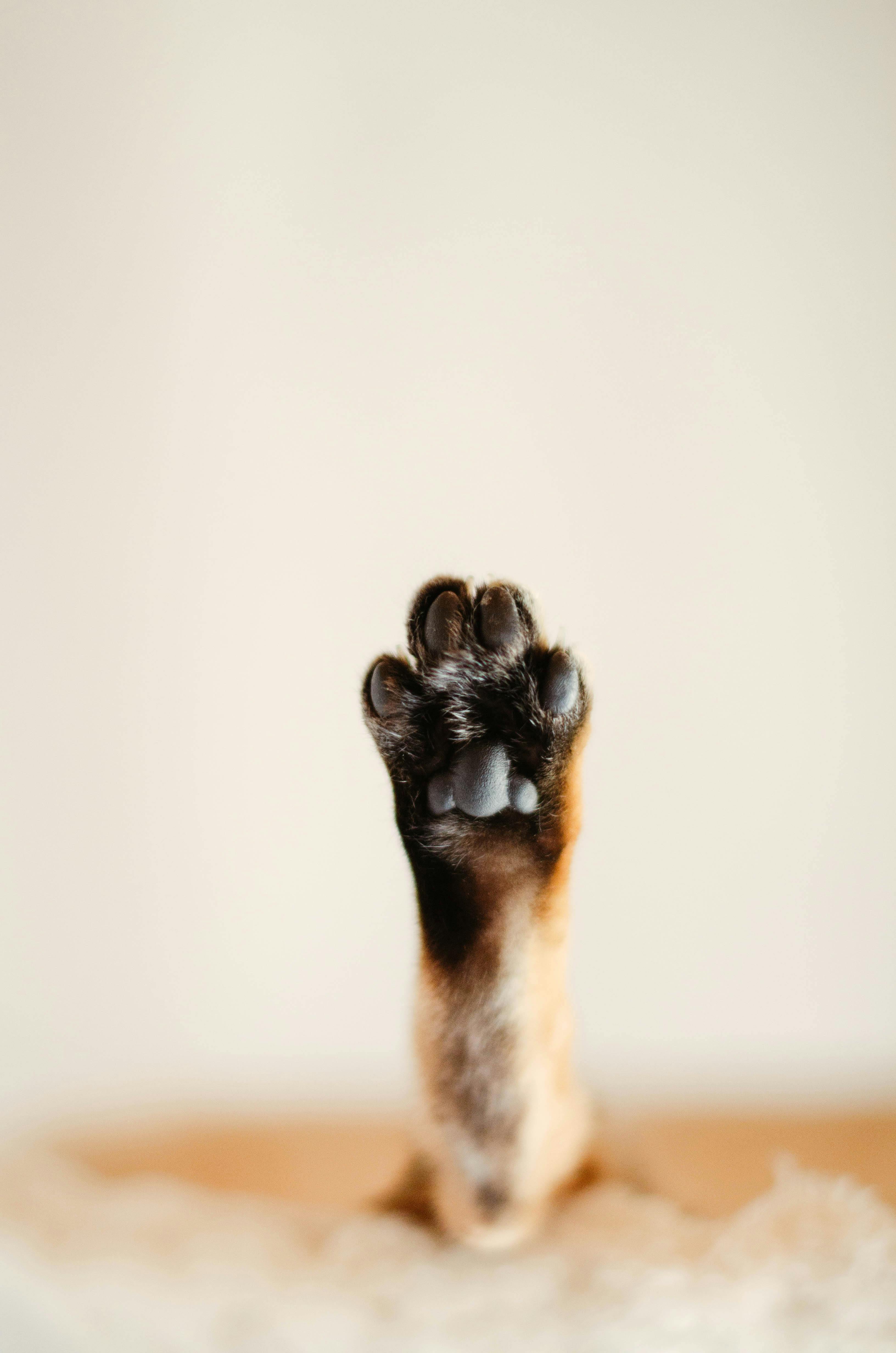 Raised Paw of Pet · Free Stock Photo