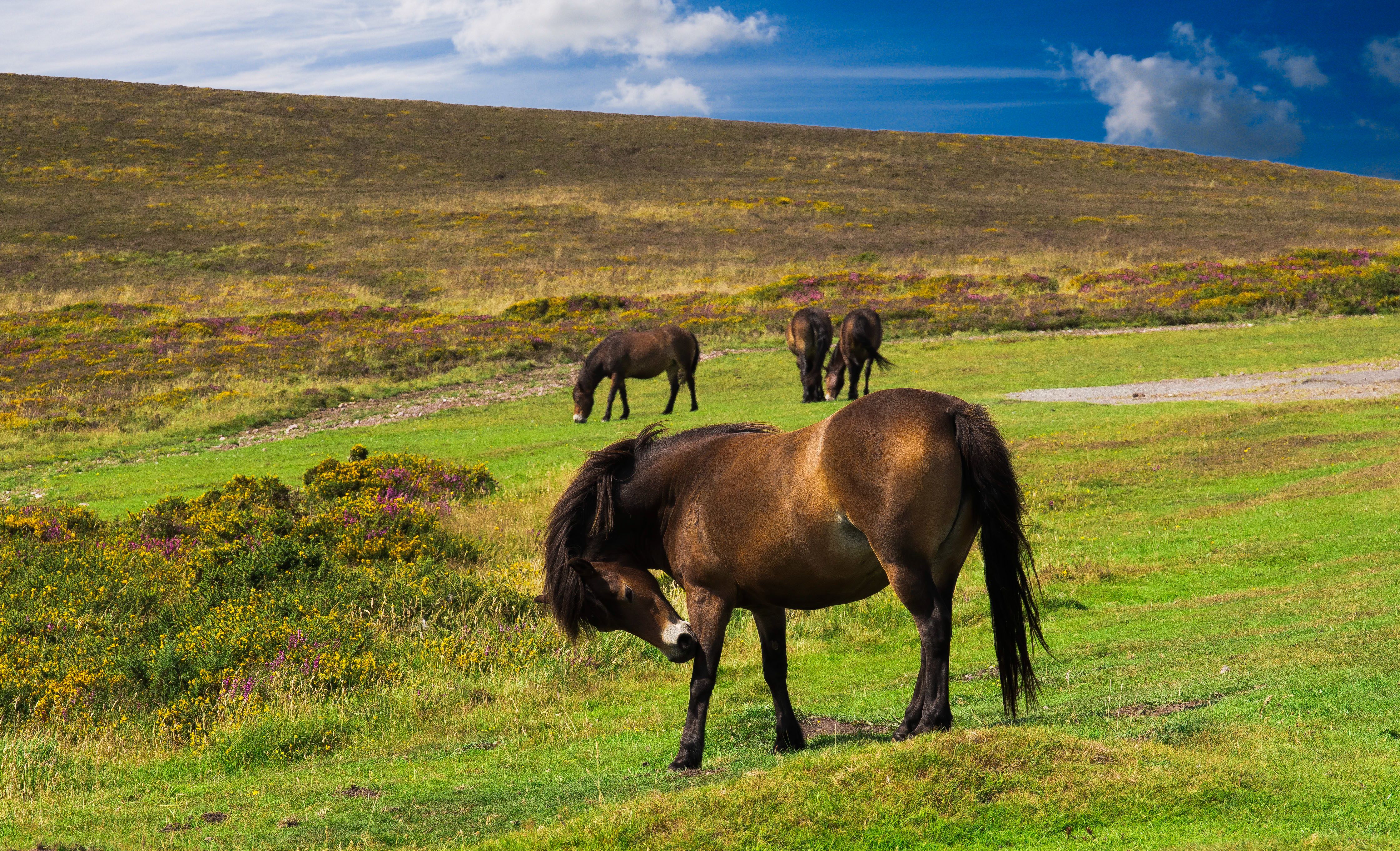 Exmoor Ponies · Free Stock Photo