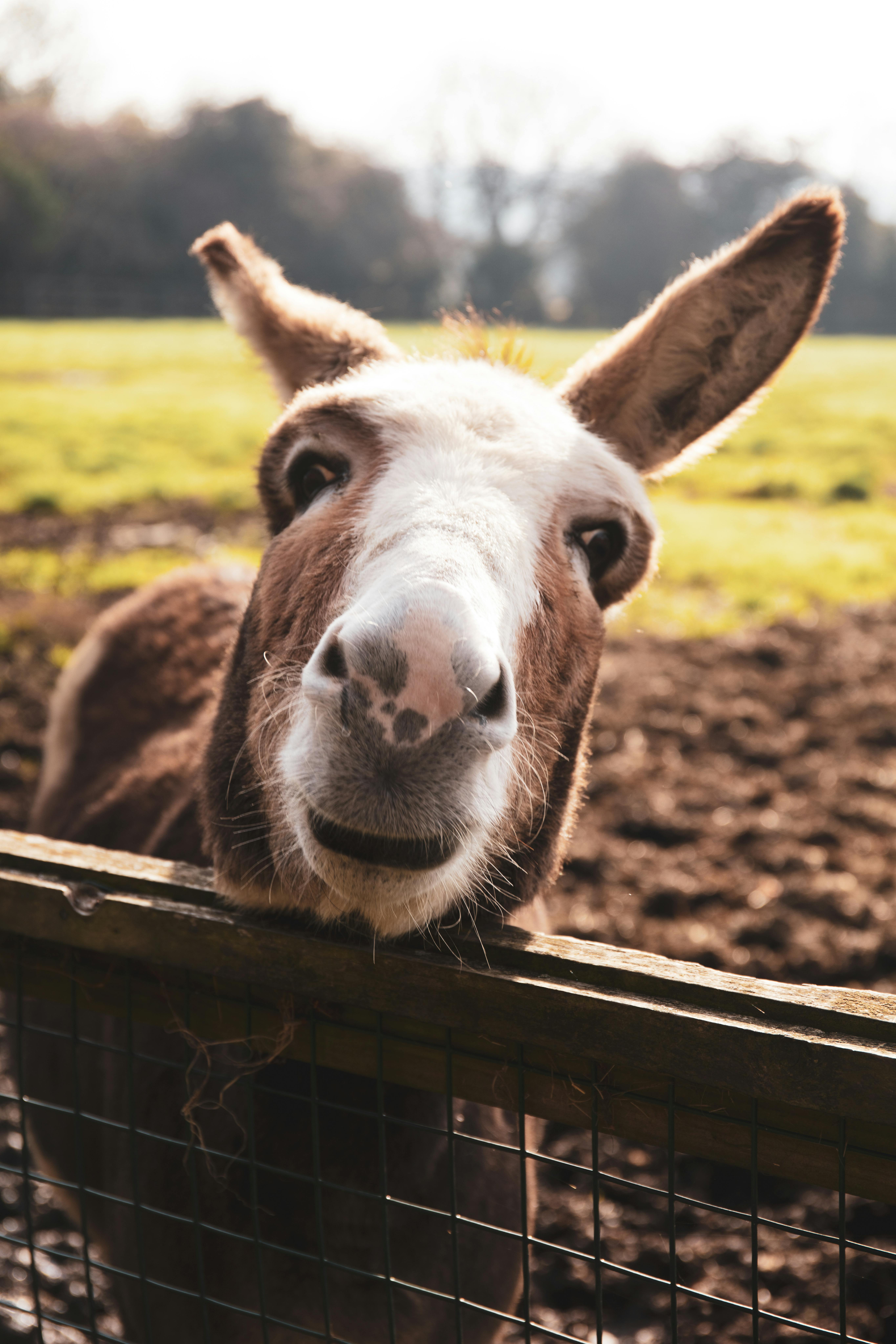 Foto stok gratis tentang agrikultura, alam, berbulu, bersahabat, bidang ...