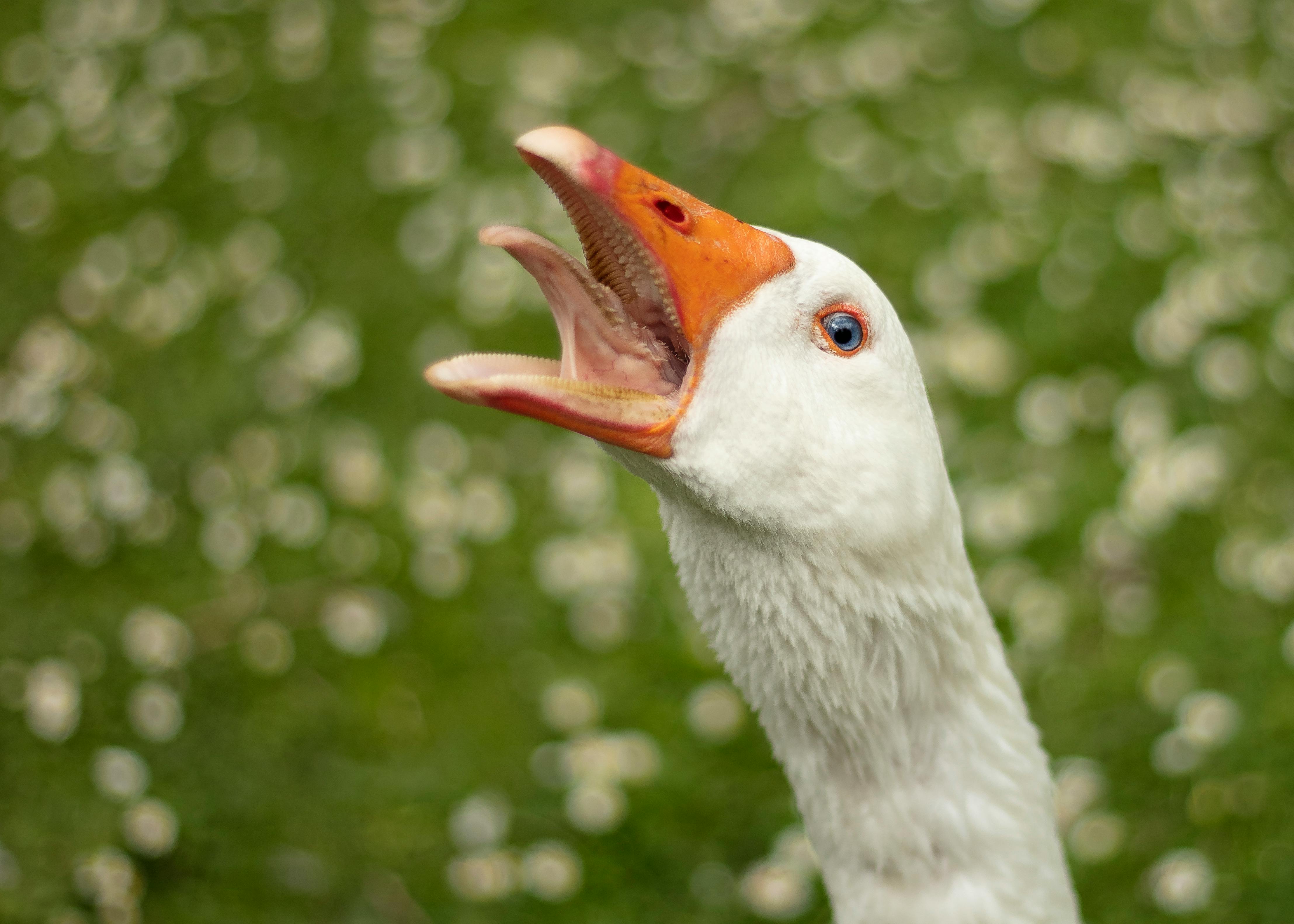 Close up of an angry goose · Free Stock Photo