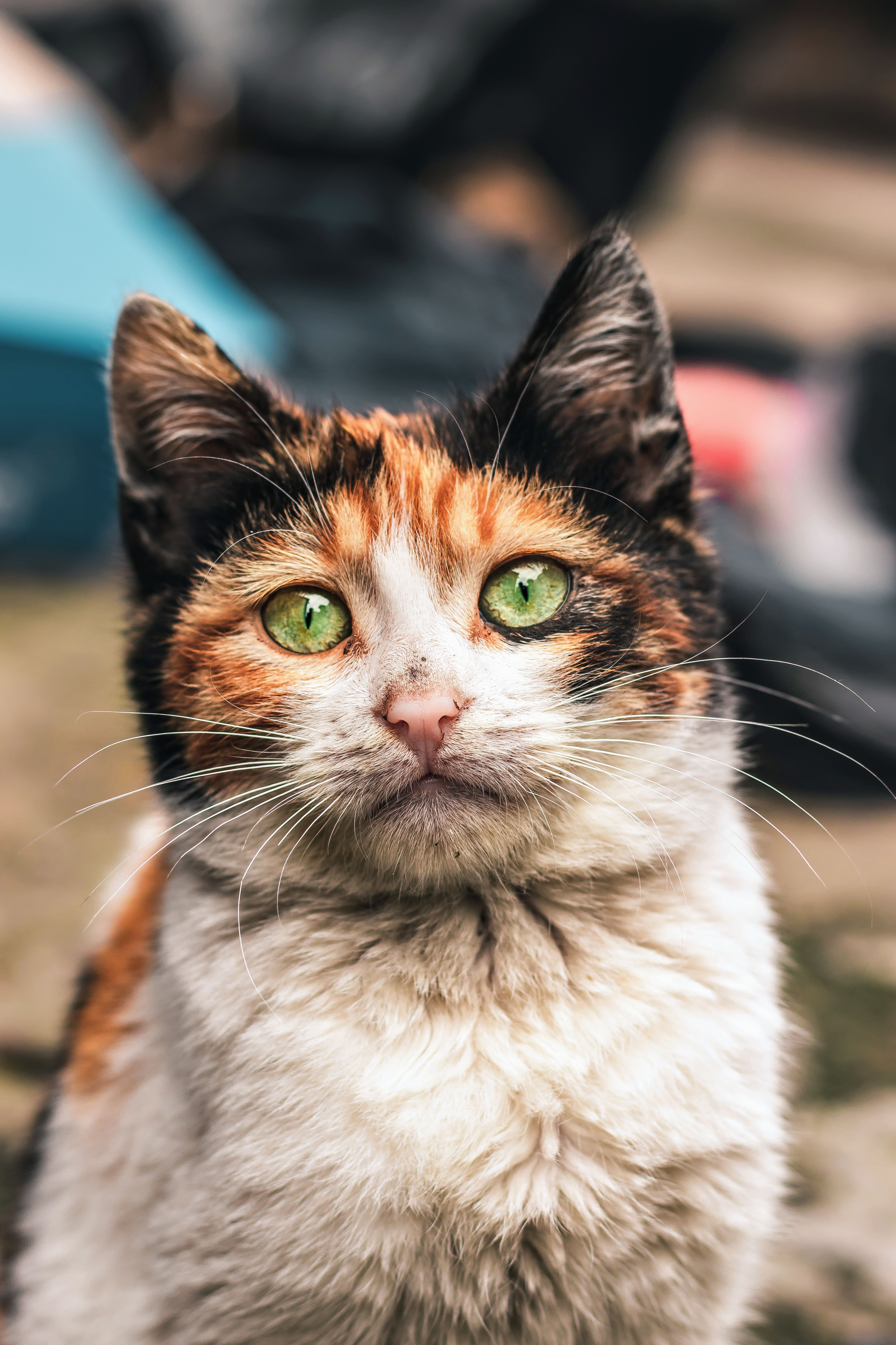 Foto de stock gratuita sobre adorable, alerta, amante de los animales ...