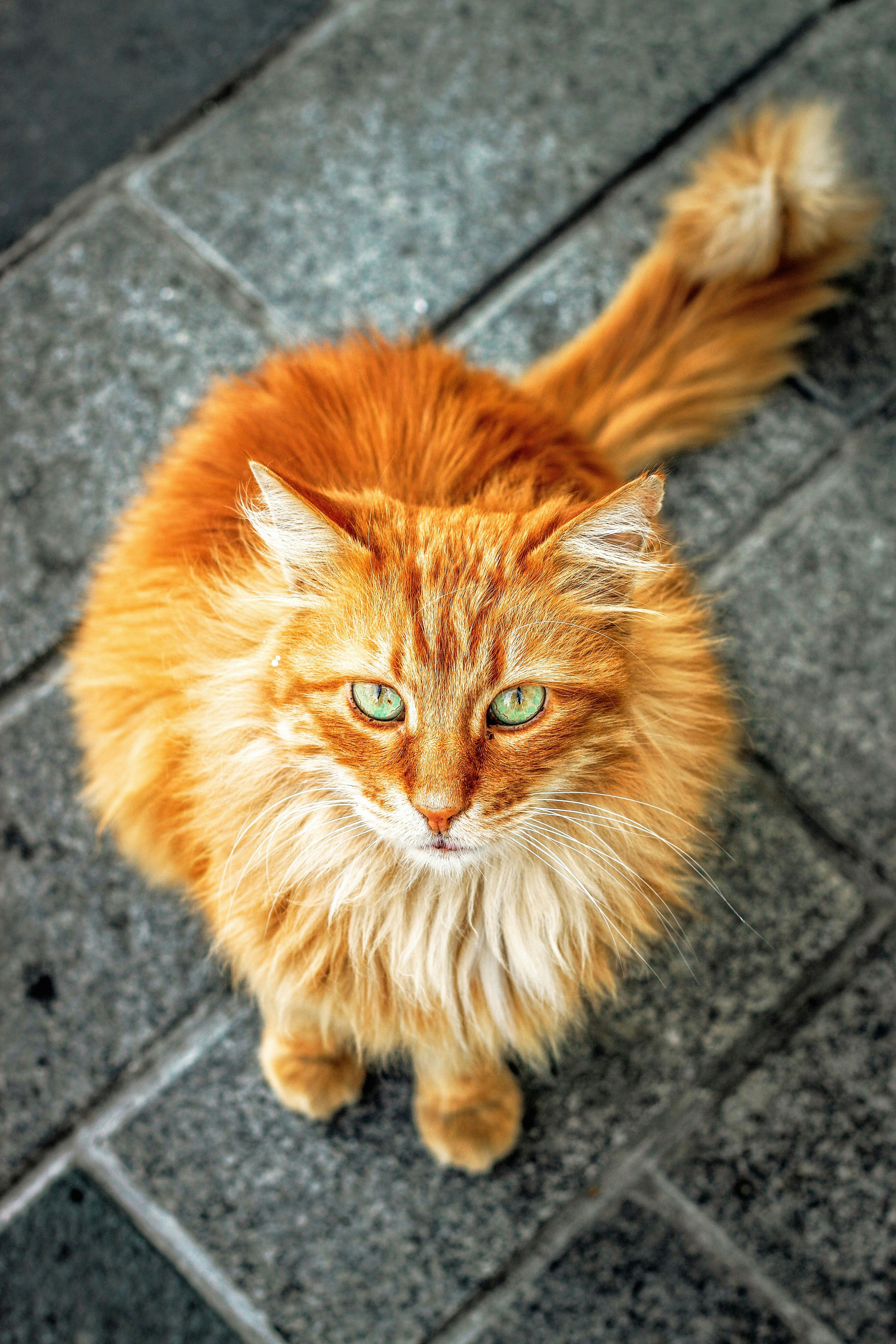 Photo of a Fluffy Ginger Cat Sitting on a Sidewalk · Free Stock Photo