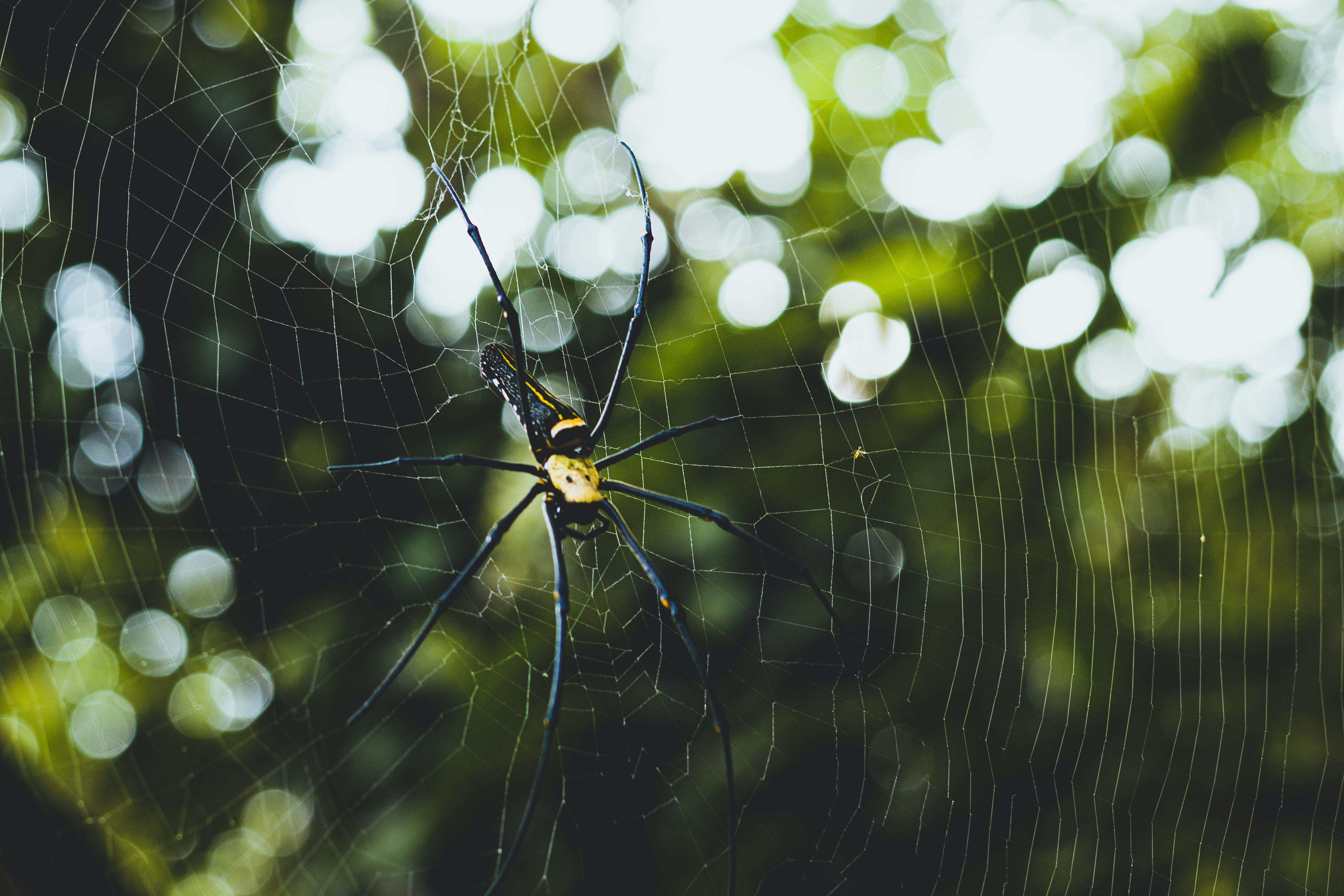 Big Spider On The Cobweb · Free Stock Photo